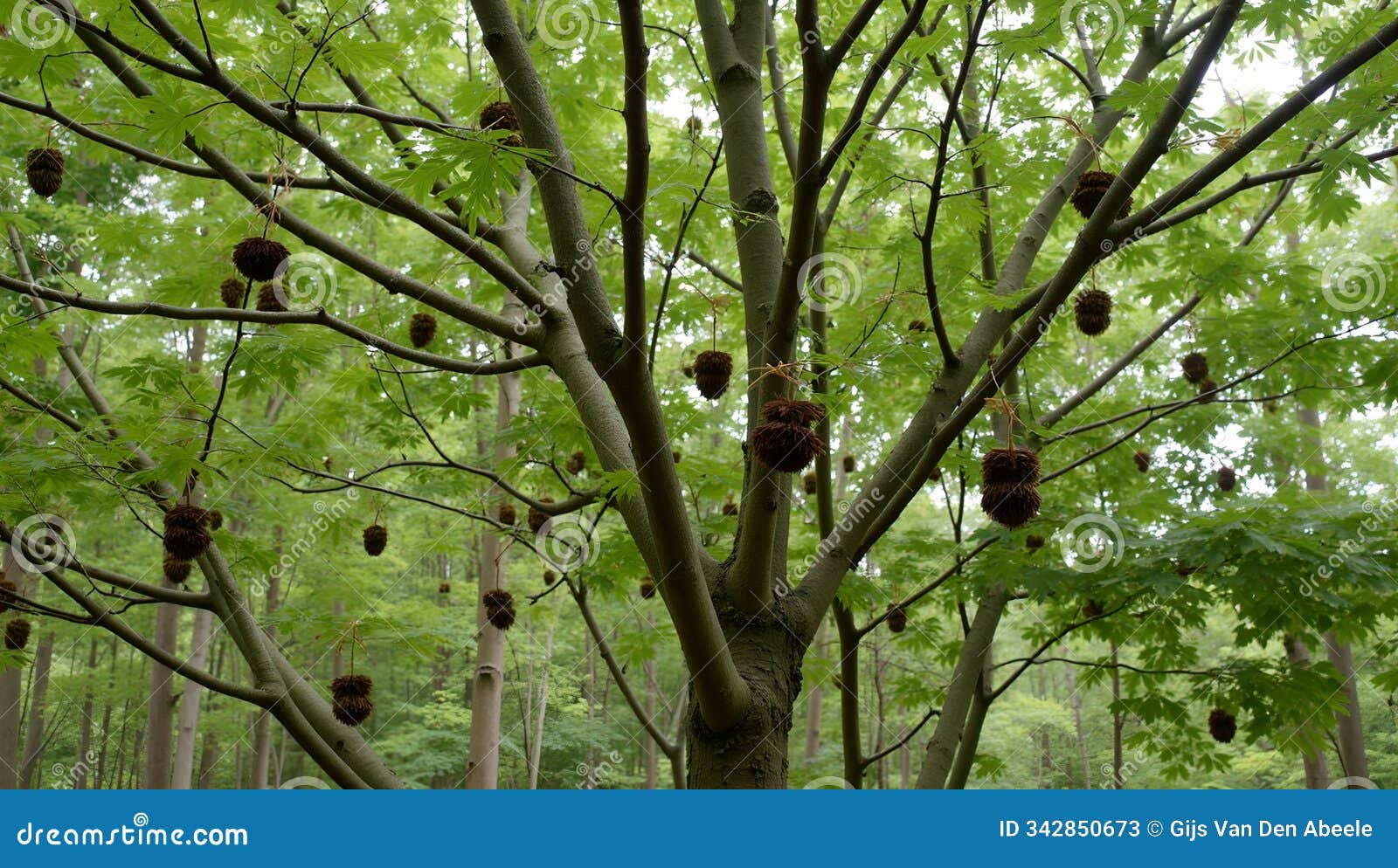 Majestic Hazel Tree with Multiple Trunks Broad Fuzzy Leaves and ...