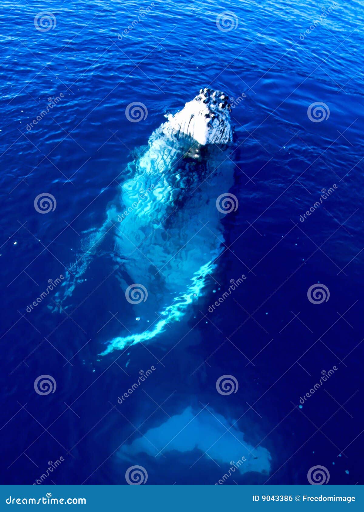 Majestic Humpback Whale in the Big Blue Ocean Stock Photo - Image of ...