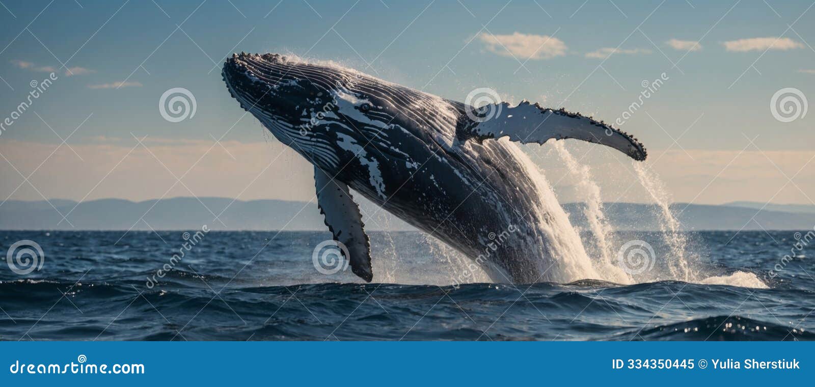Majestic Humpback Whale Breaching the Ocean with Powerful Splash. Stock ...