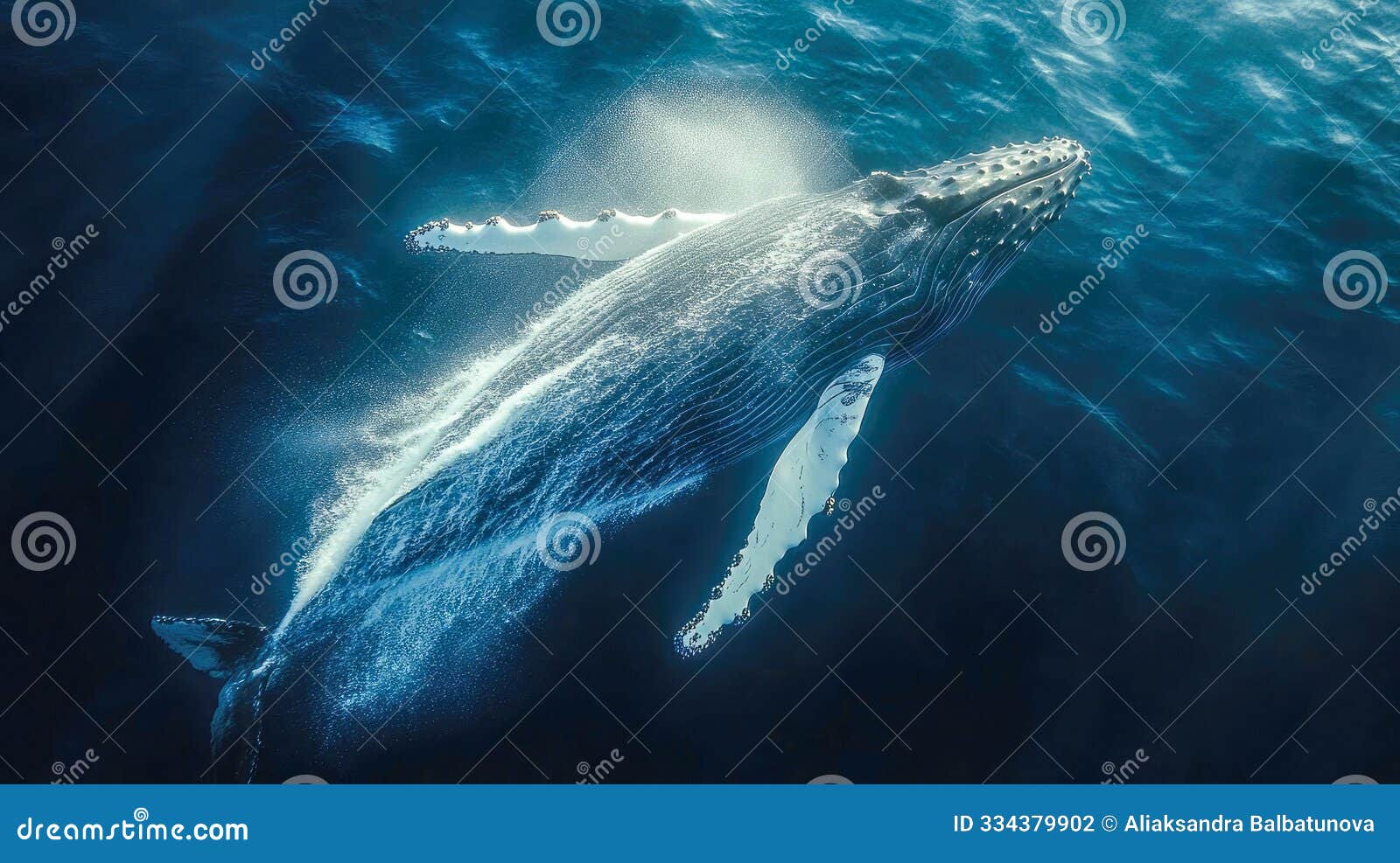 A Majestic Humpback Whale Breaching through the Ocean Surface ...