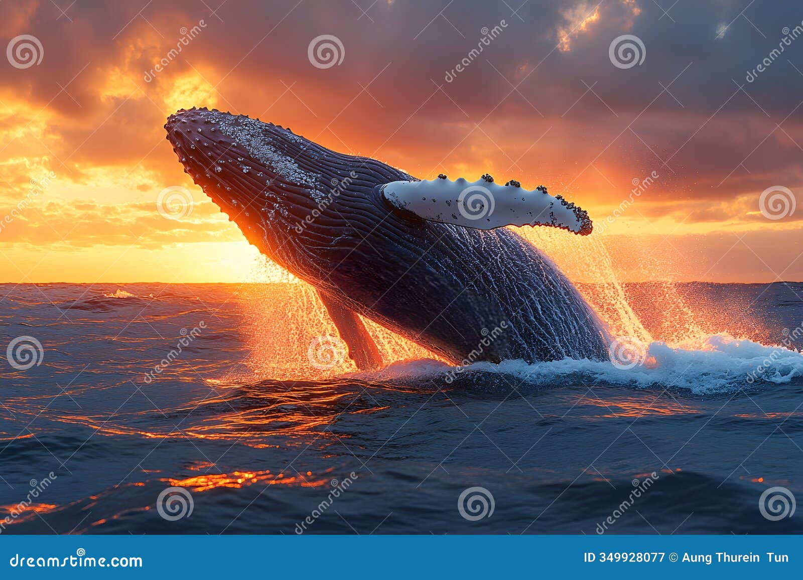 A Majestic Humpback Whale Leaping Gracefully Out of the Water Stock ...