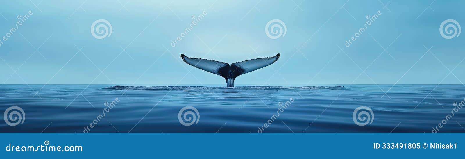 Majestic Humpback Whale Tail Fluke Stock Illustration - Illustration of ...