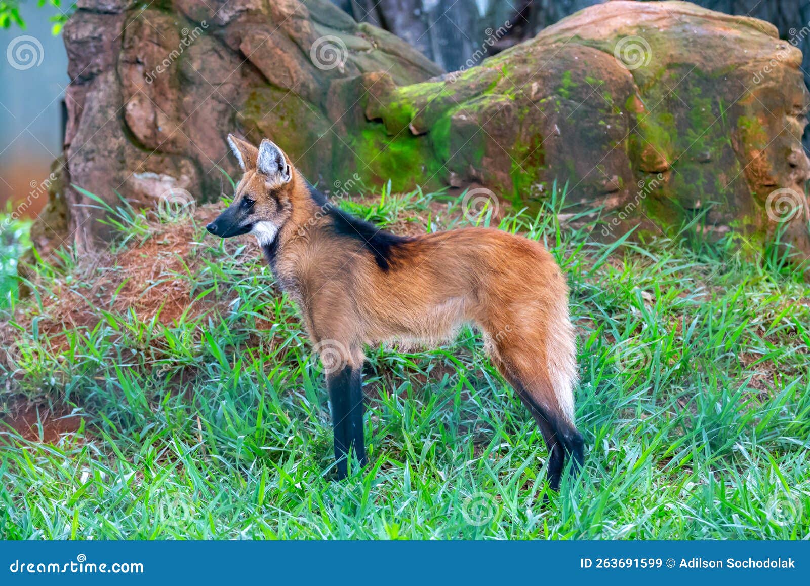 Majestic and Imposing Maned Wolf (Chrysocyon Brachyurus) in Natural ...