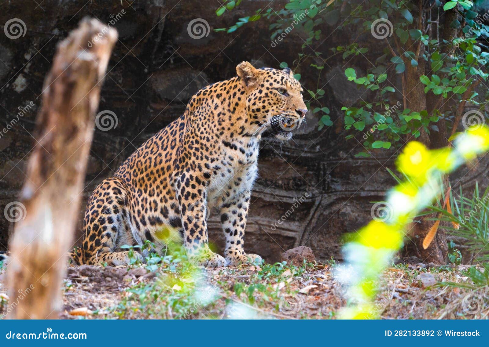 Majestic Leopard Laying on the Ground in a Sunny Outdoor Setting Stock ...
