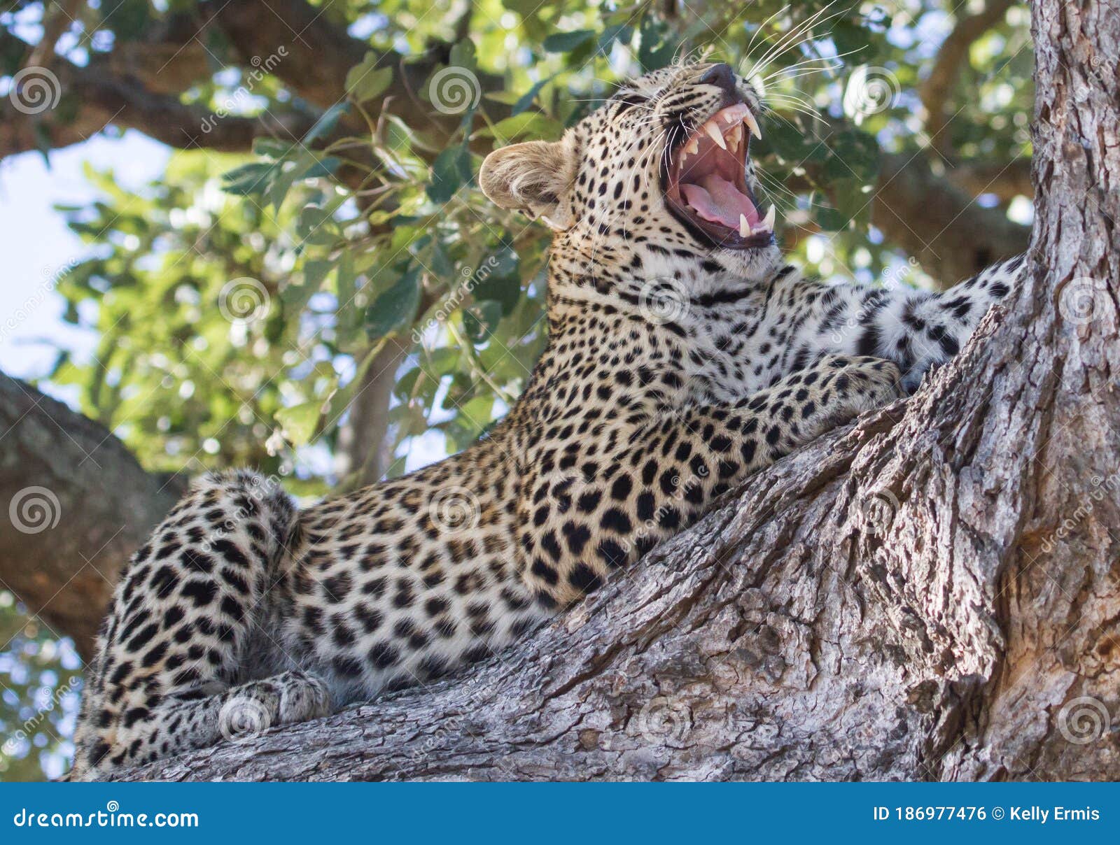 A Majestic Leopard Panthera Pardus in a Tree Stock Photo - Image of ...