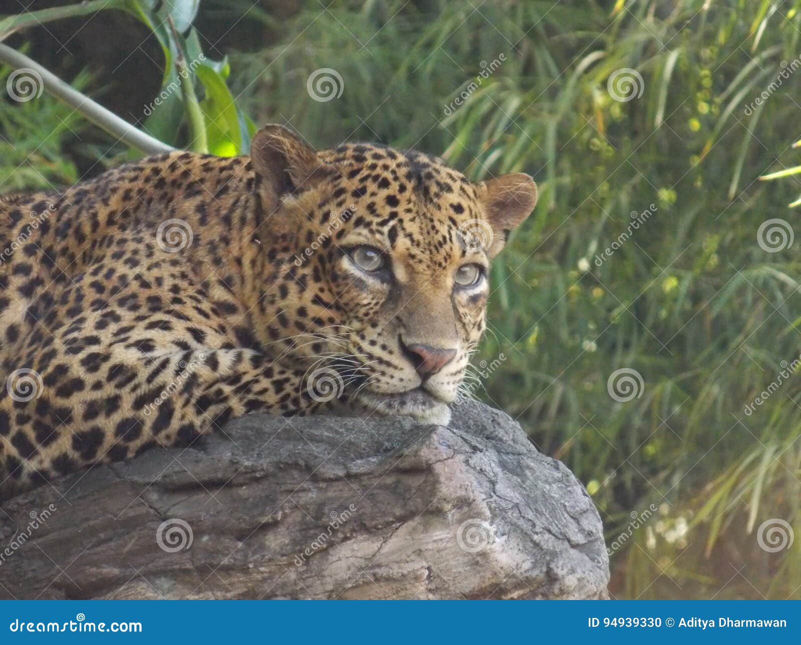 Majestic Leopard Sitting on the Tree Stock Photo - Image of wildlife ...