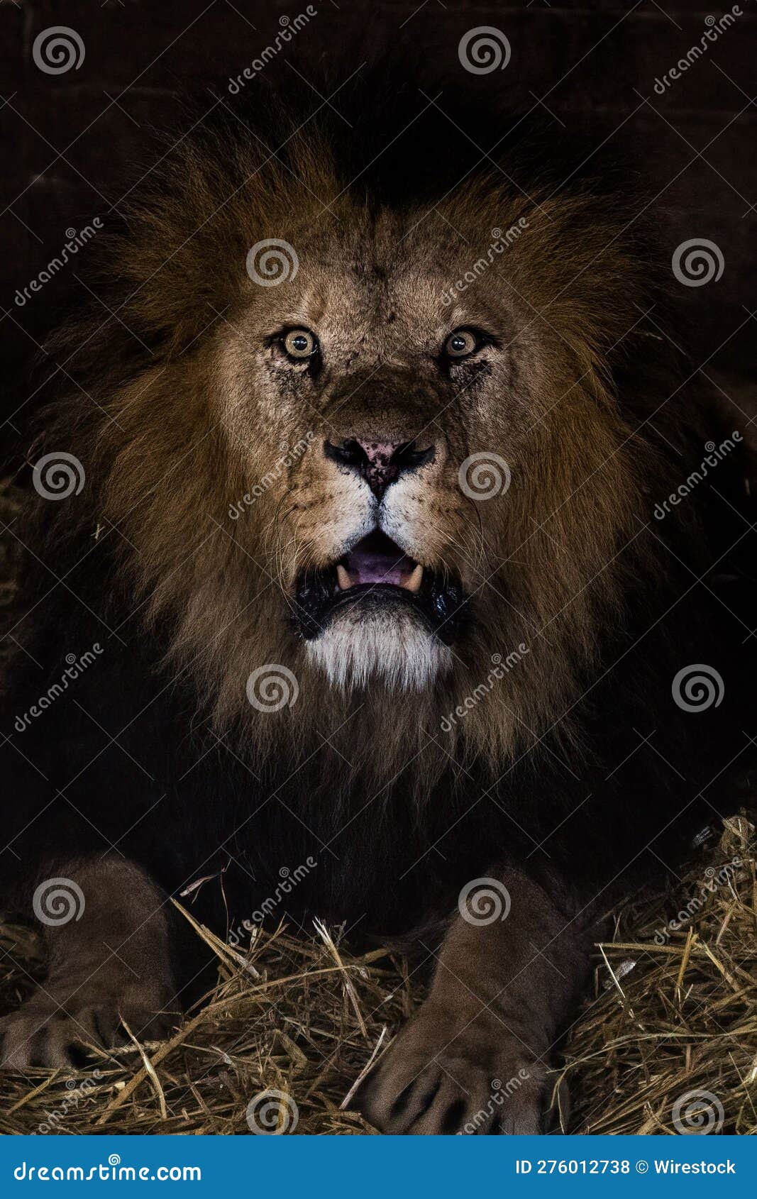 Majestic Lion Lying in Hay at a Zoo Stock Photo - Image of hunter ...