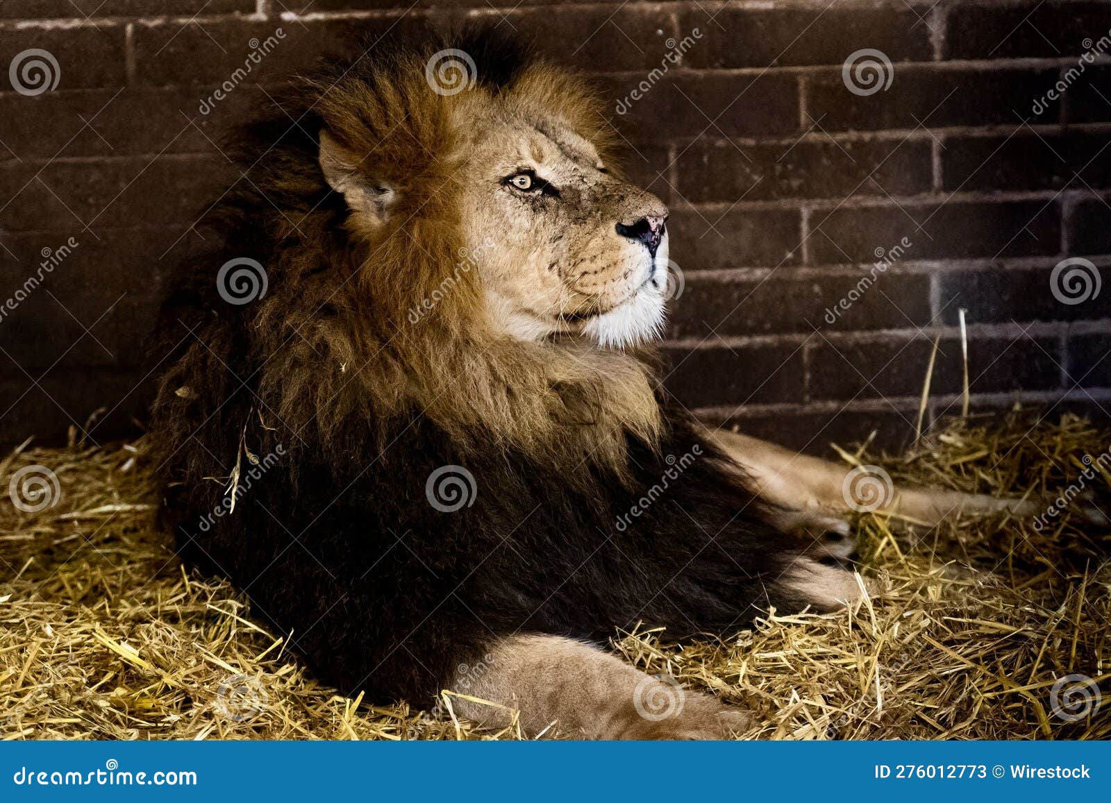Majestic Lion Lying in Hay at a Zoo Stock Image - Image of mammal ...