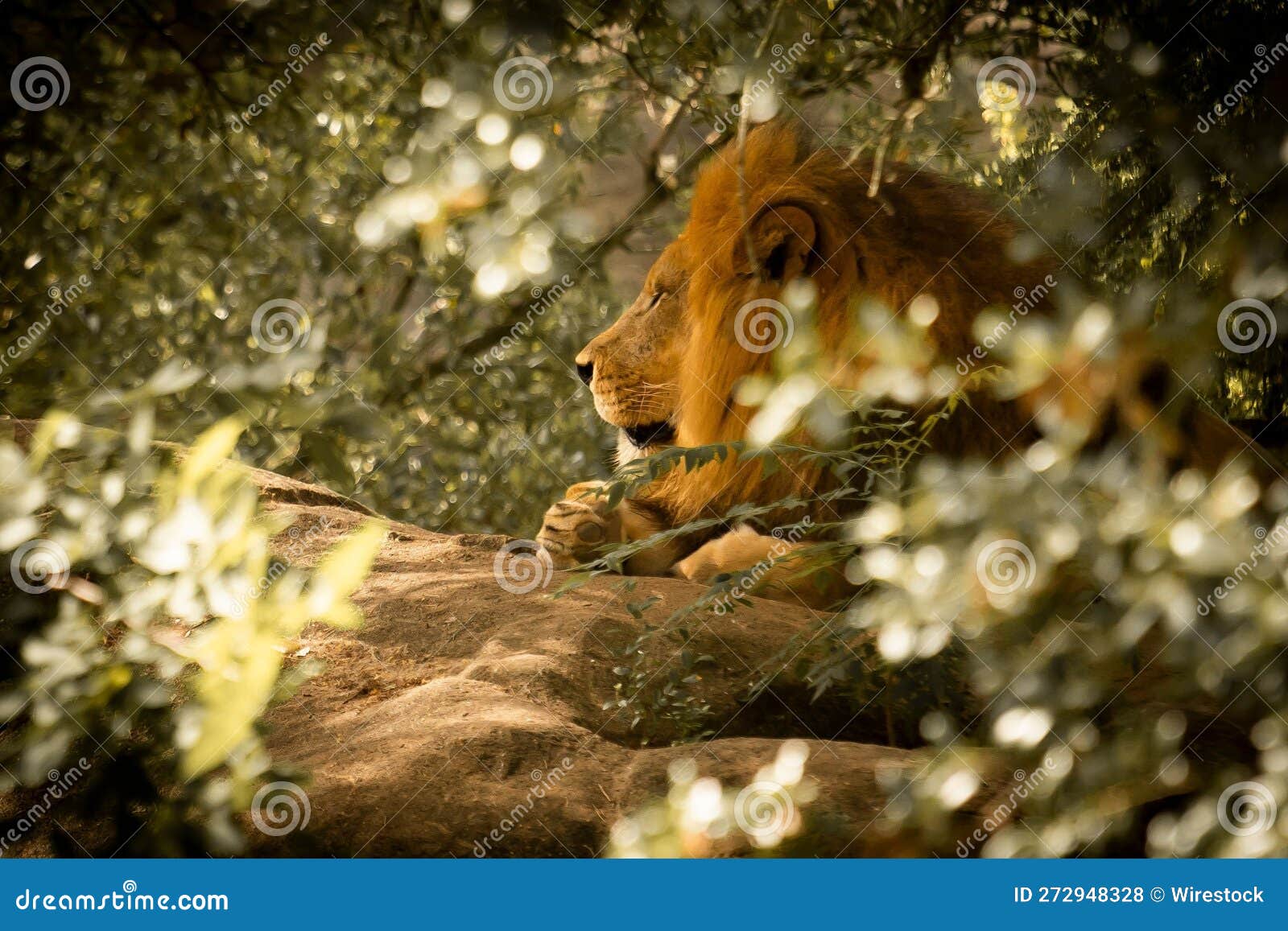 Majestic Lion Lying Peacefully on a Rock in a Lush, Tree-filled ...