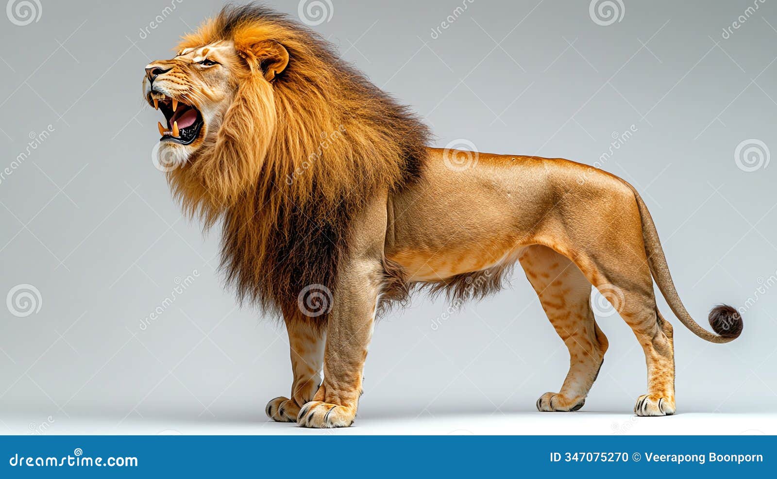 Majestic Lion Roaring with a Striking Mane, Symbolizing Strength and ...