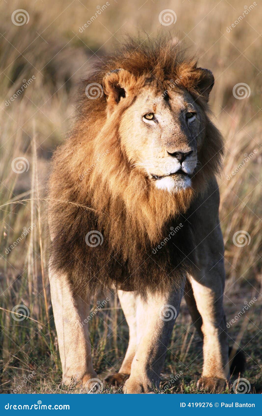 Majestic Lion Standing in the Grass Plains Stock Photo - Image of ...