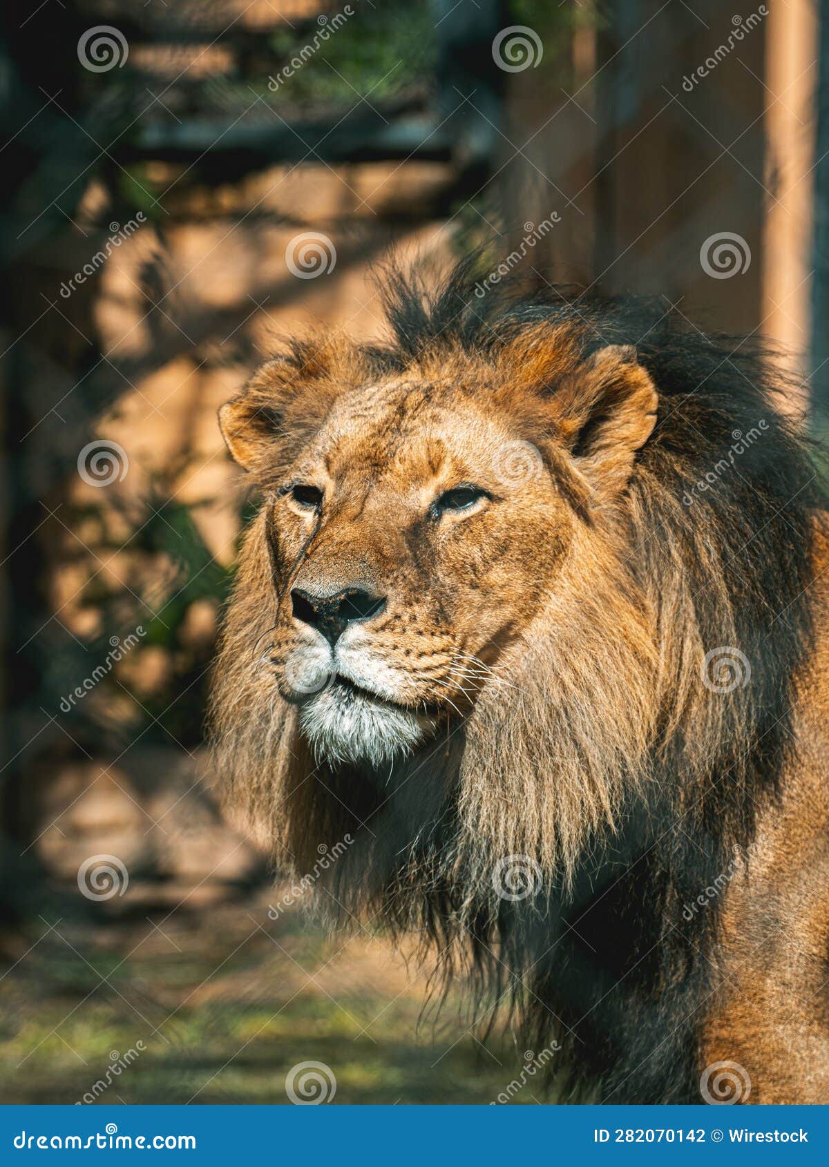 Majestic Lion Stands Alone in Its Zoo Enclosure. Stock Photo - Image of ...