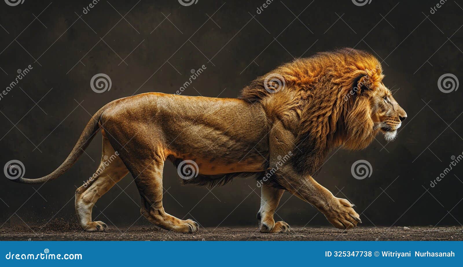 Majestic Lion Walking on a Dusty Path Stock Illustration - Illustration ...