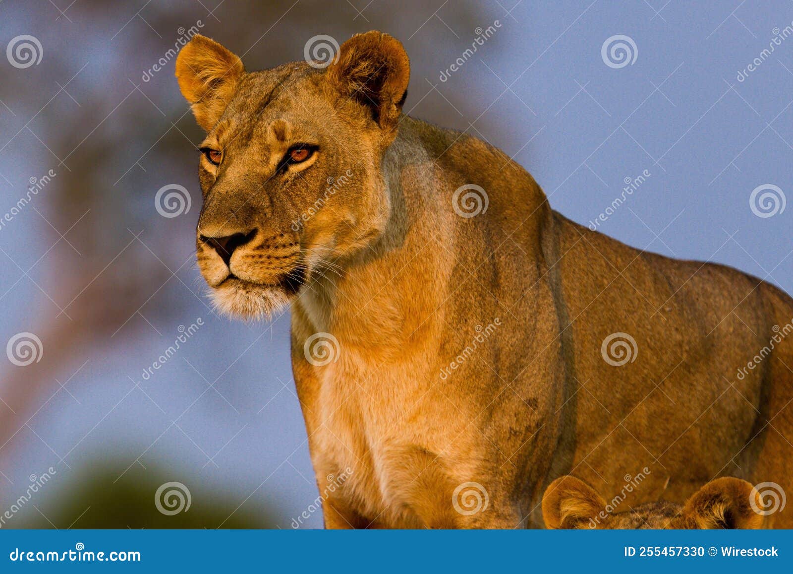 Majestic Lioness Standing on a Field at Sunset Stock Photo - Image of ...