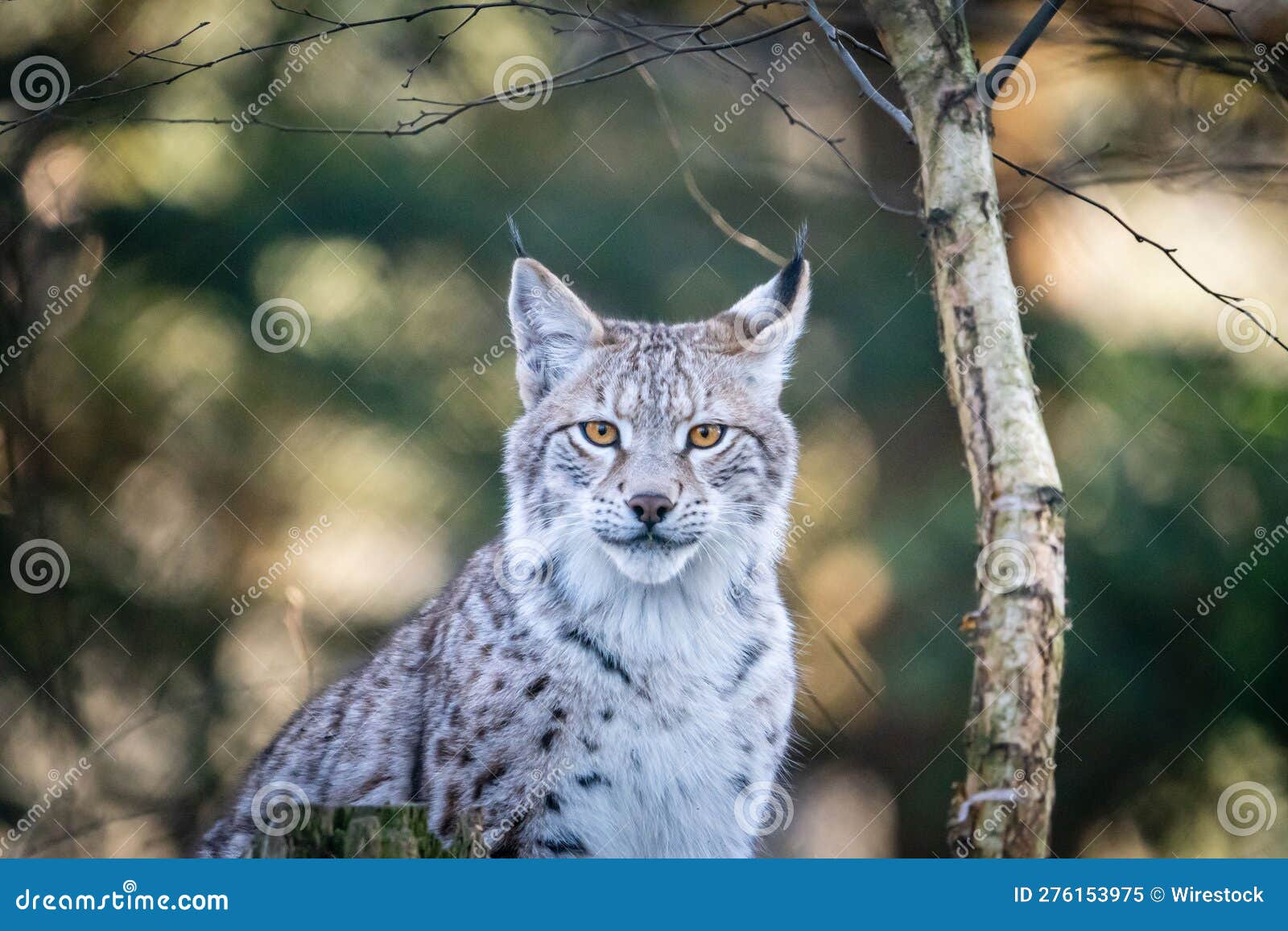 Majestic Lynx Near a Tree Looking at the Camera Stock Image - Image of ...