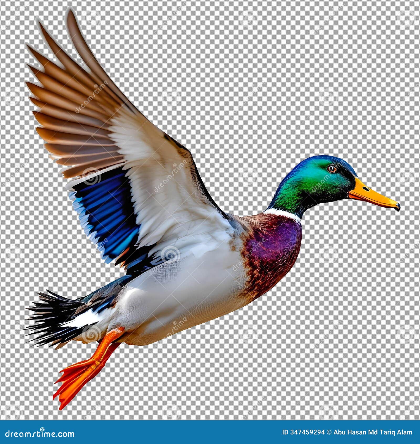 Majestic Mallard Duck In Mid Flight Against A Bokeh Background With ...