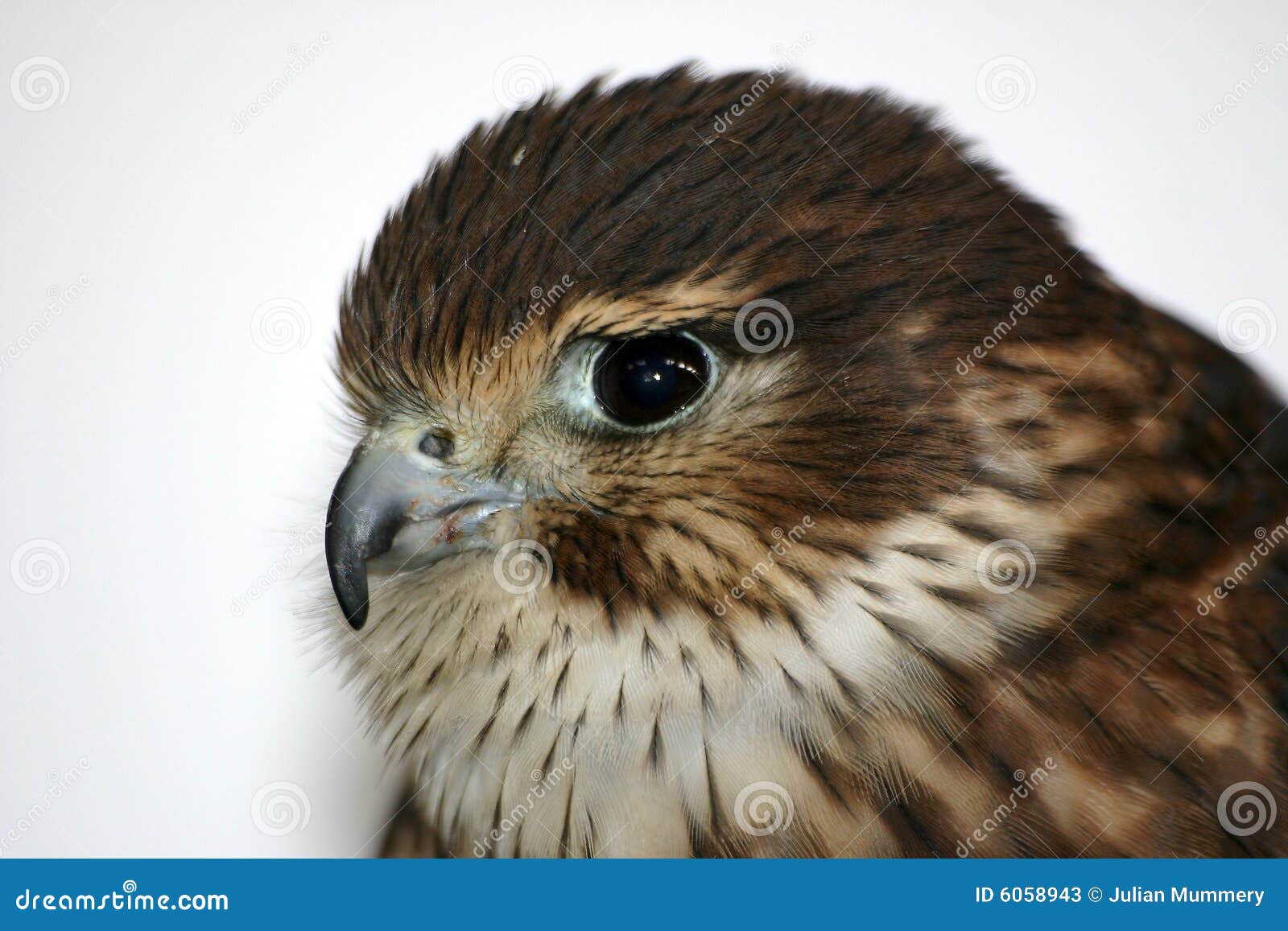 Majestic Merlin stock image. Image of beak, falconry, merlin - 6058943