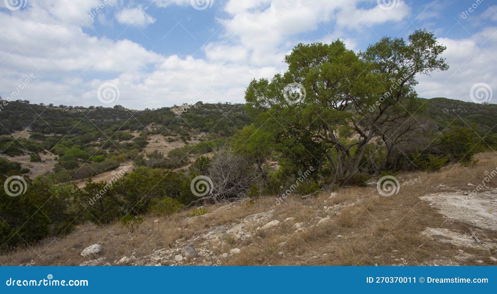 Majestic Mesquite Tree in Texas Hill Country Stock Image - Image of ...