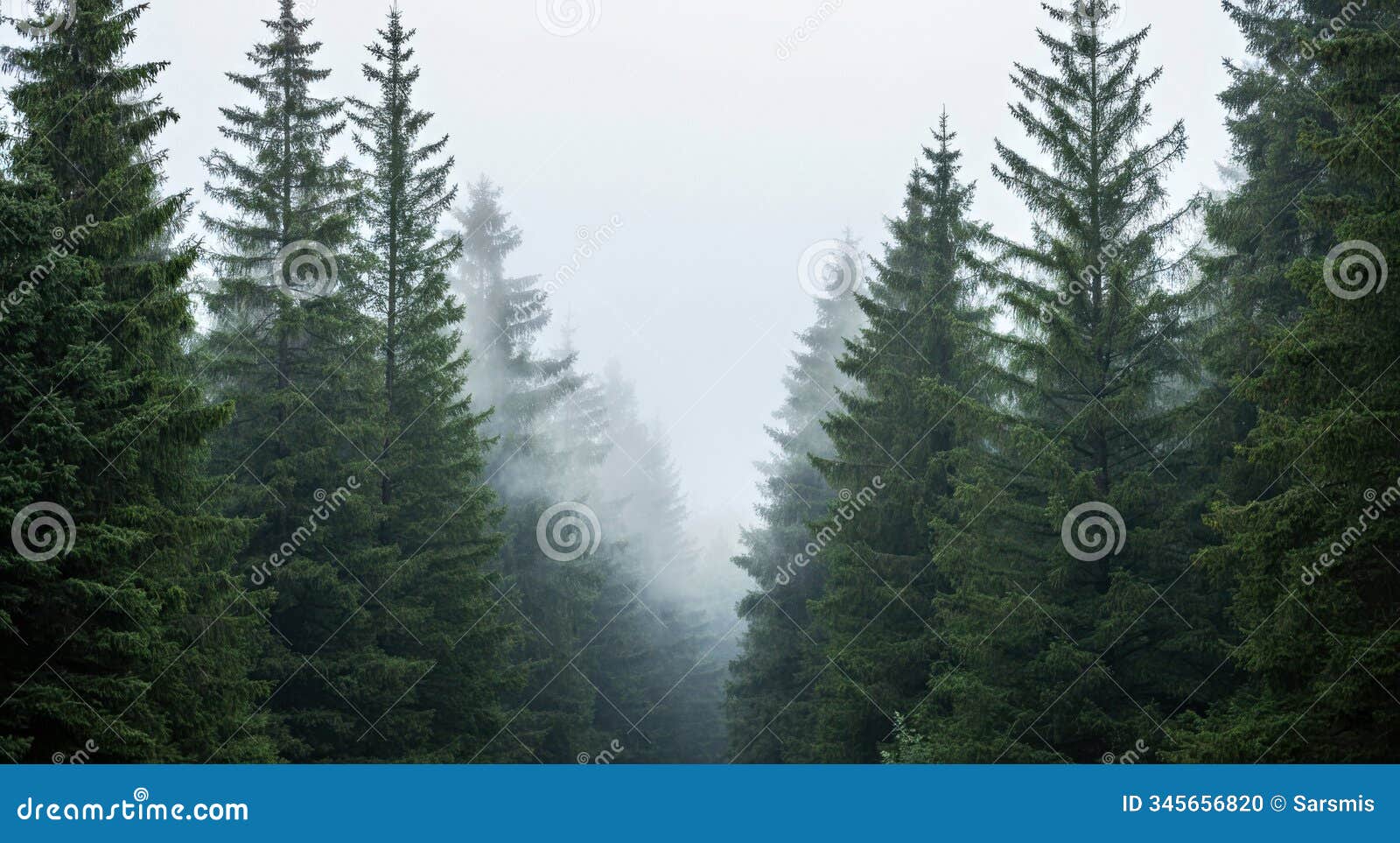 Majestic Misty Pine Forest Landscape with Towering Evergreen Trees ...
