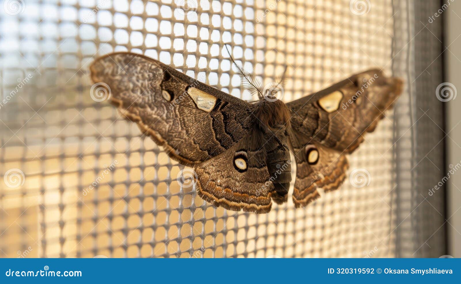 Majestic Moth Resting on a Screened Window in Sunlight Stock Photo ...