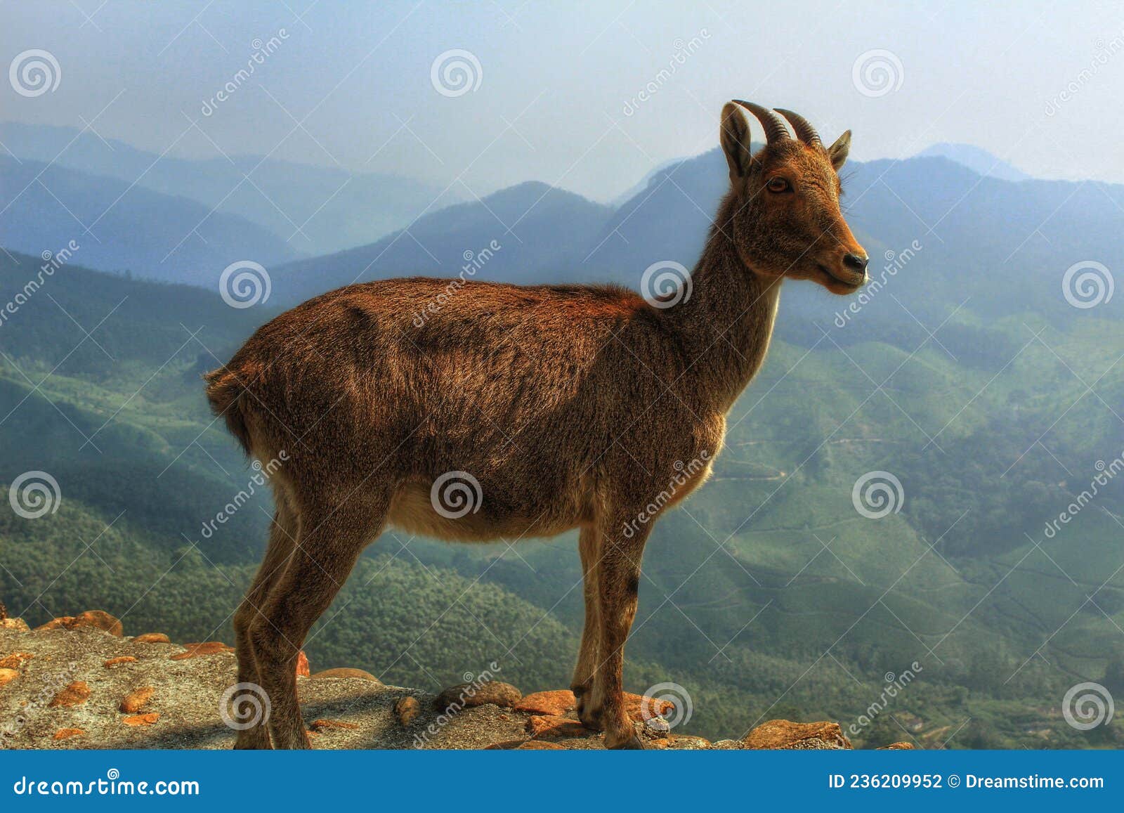 Majestic stock photo. Image of kerala, goat, majestic - 236209952