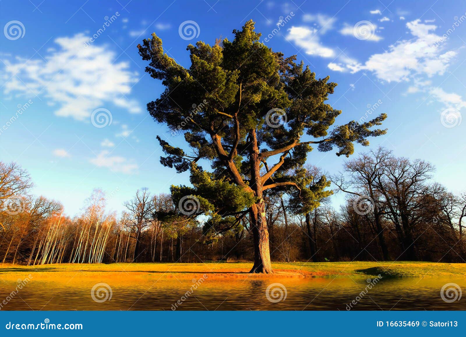 Majestic oak tree stock image. Image of environment, lonesome - 16635469