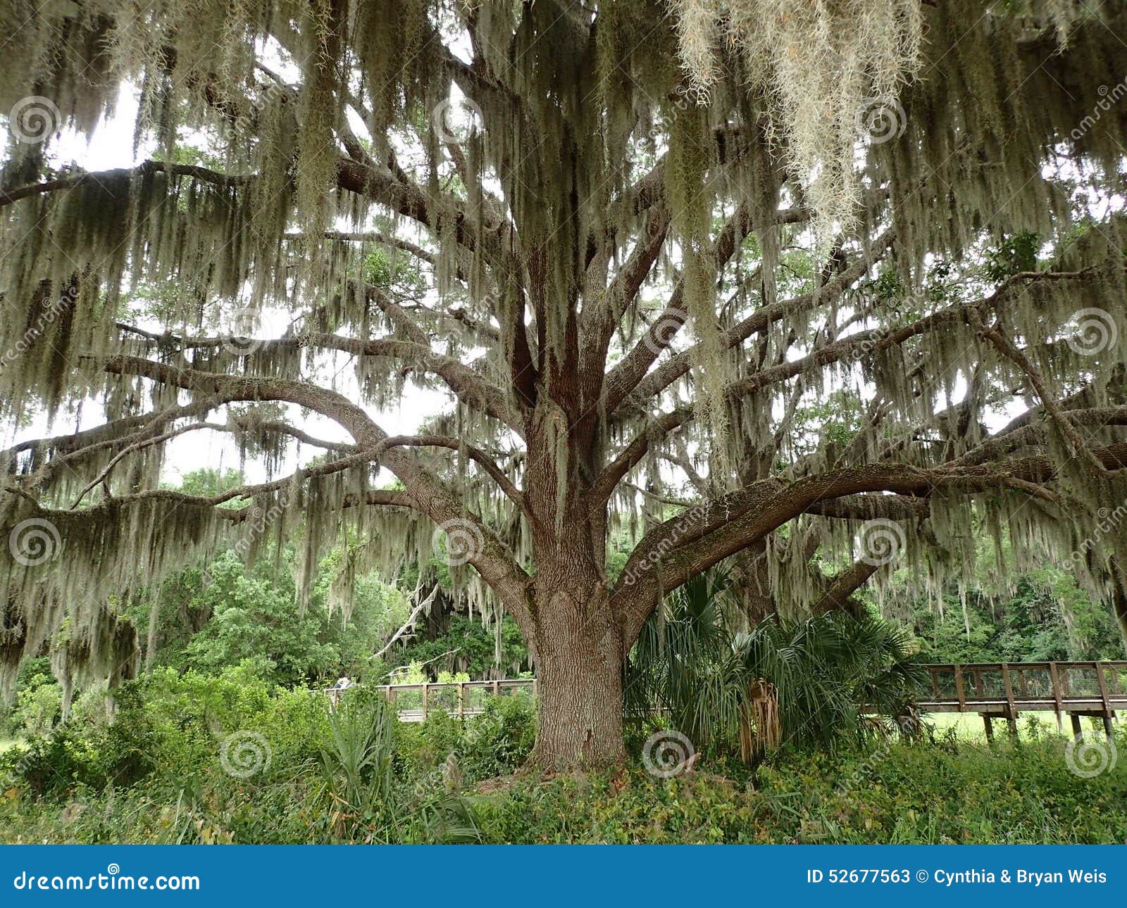 Majestic oak tree stock image. Image of prairie, growing - 52677563