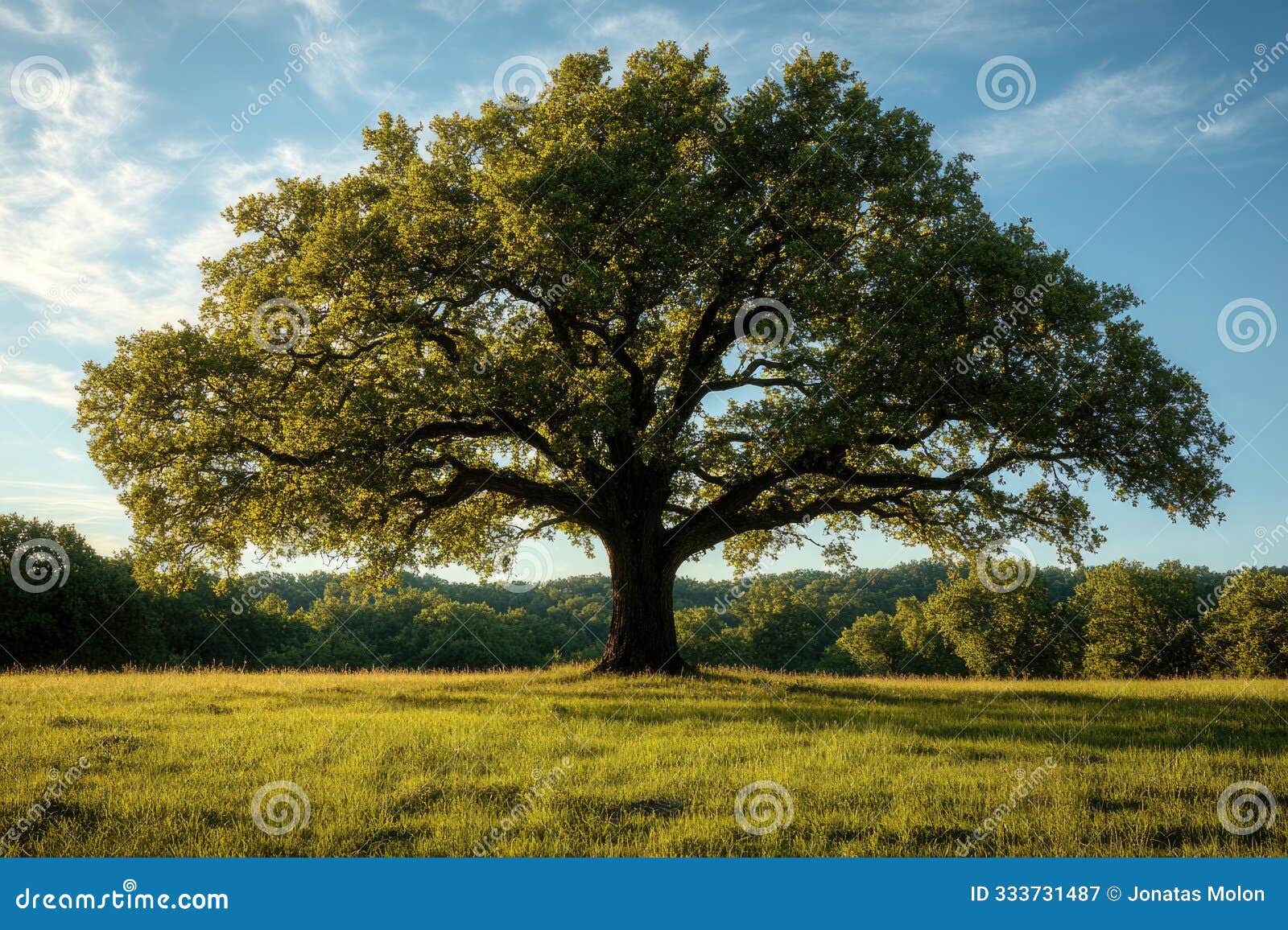 Majestic Oak Tree Sprawls Across Open Space Creating a Timeless and ...