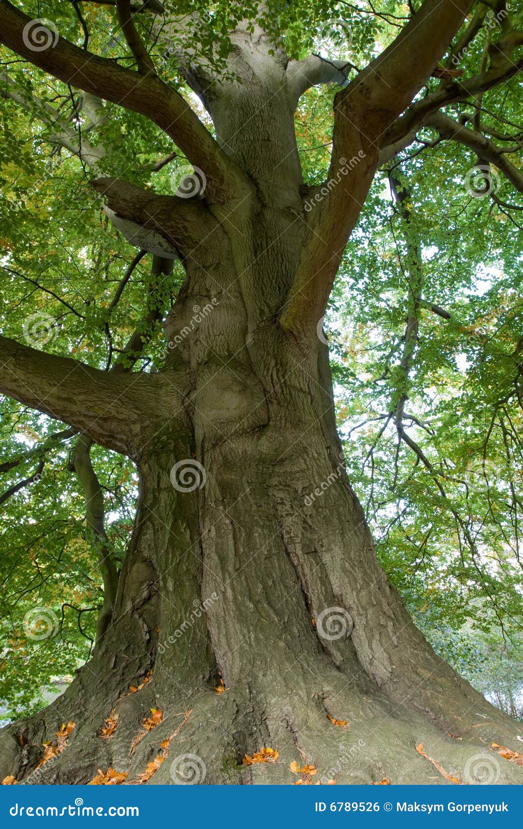 Majestic old tree stock photo. Image of grand, stem, nature - 6789526