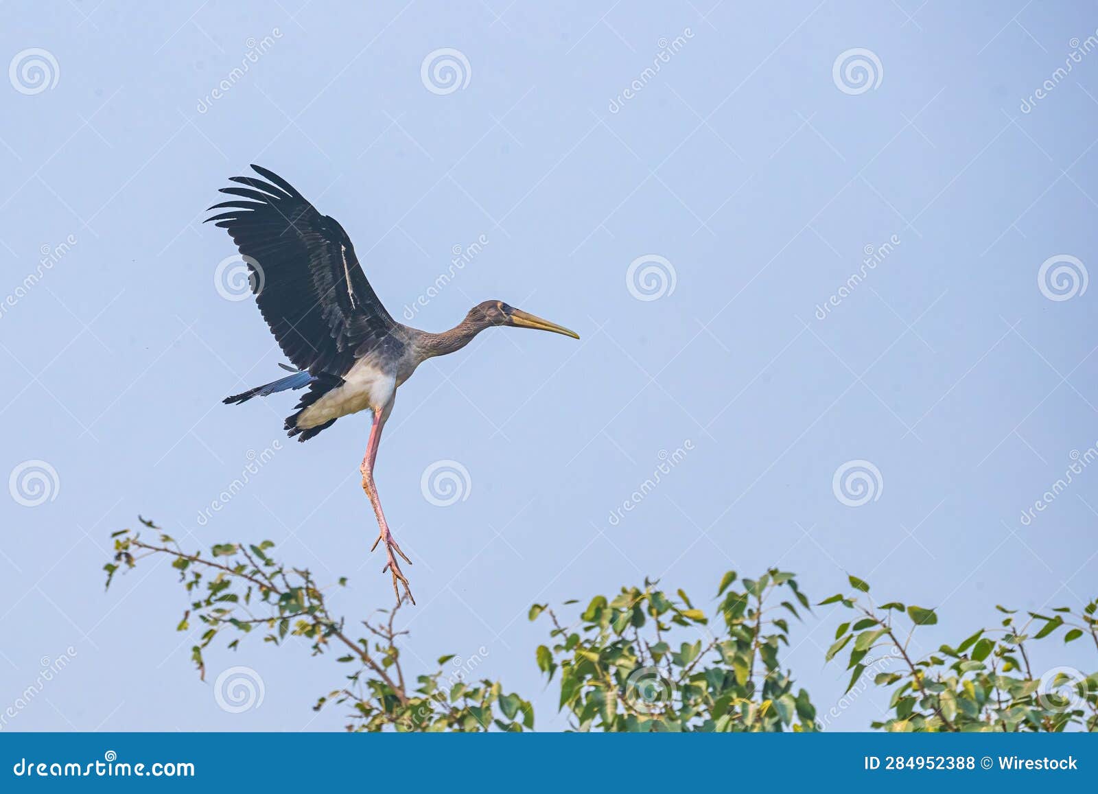 Majestic Painted Stork Taking Off from a Tree Stock Photo - Image of ...
