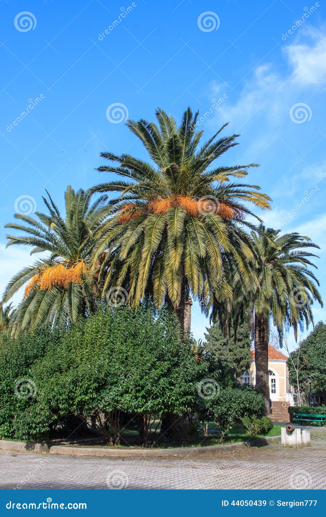 Majestic Palm Tree Stock Photos - Download 2,731 Royalty Free Photos