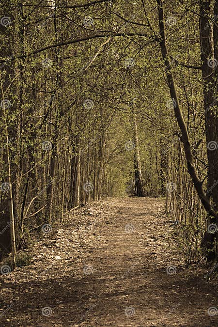 Majestic path stock photo. Image of path, color, outdoor - 50102454