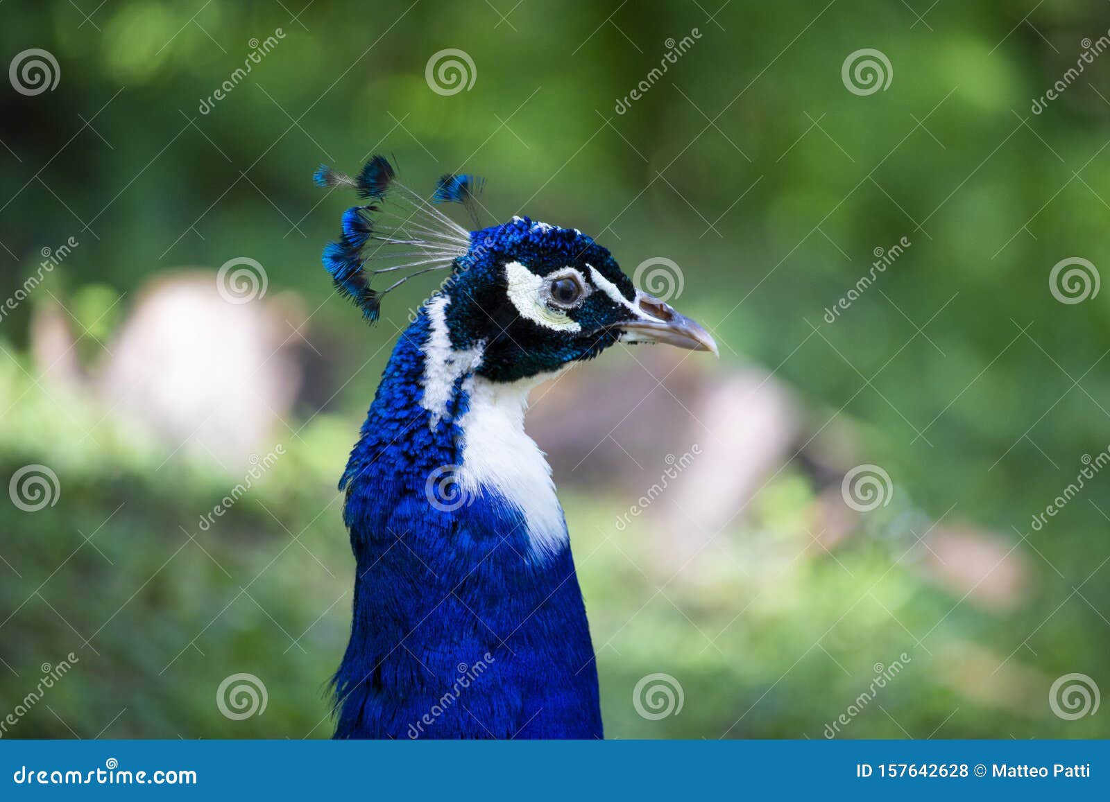 Majestic Peacock in a Beautiful Day Stock Photo - Image of feather ...