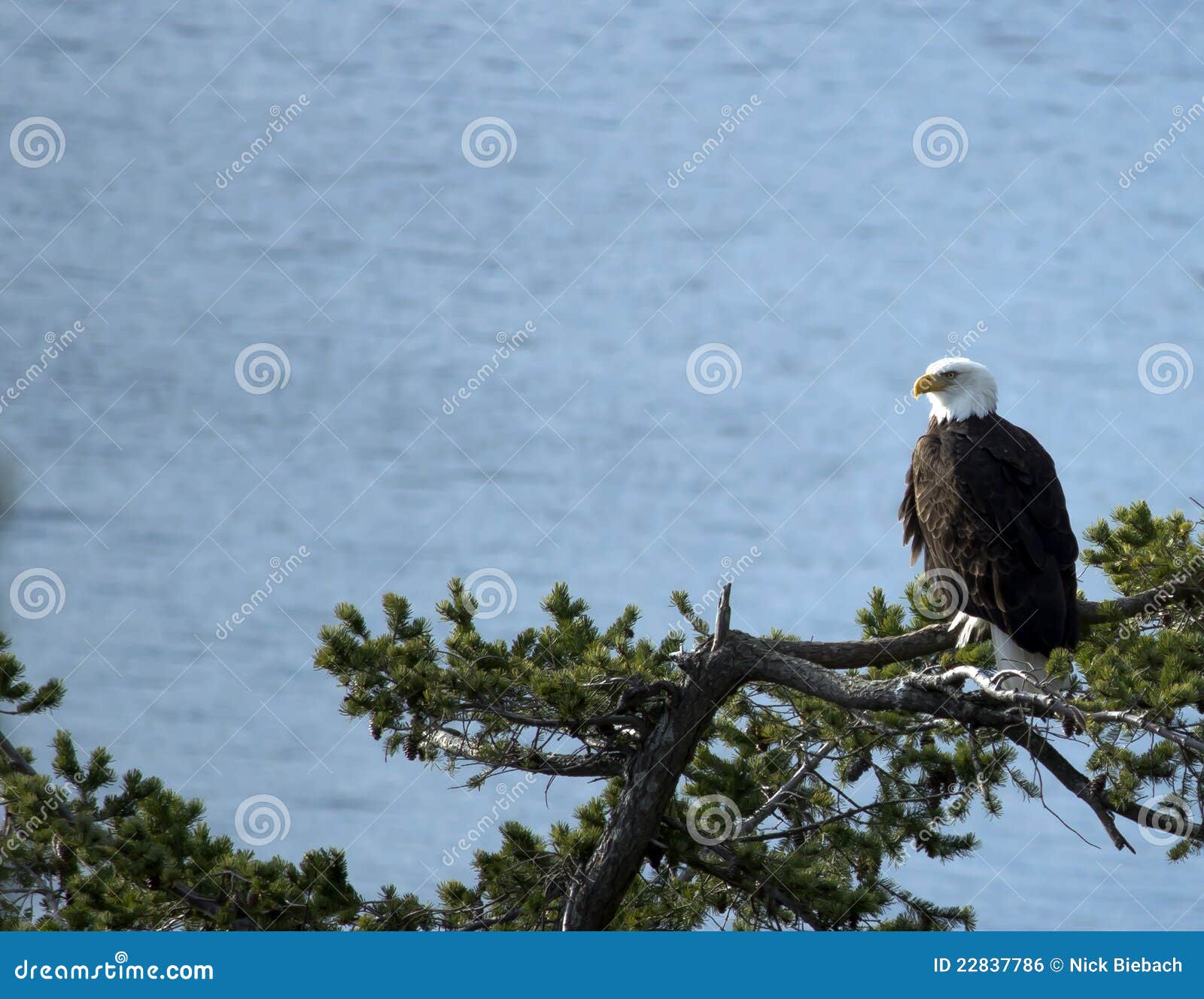 Majestic Perched Bald Eagle Stock Photo - Image of prey, animals: 22837786
