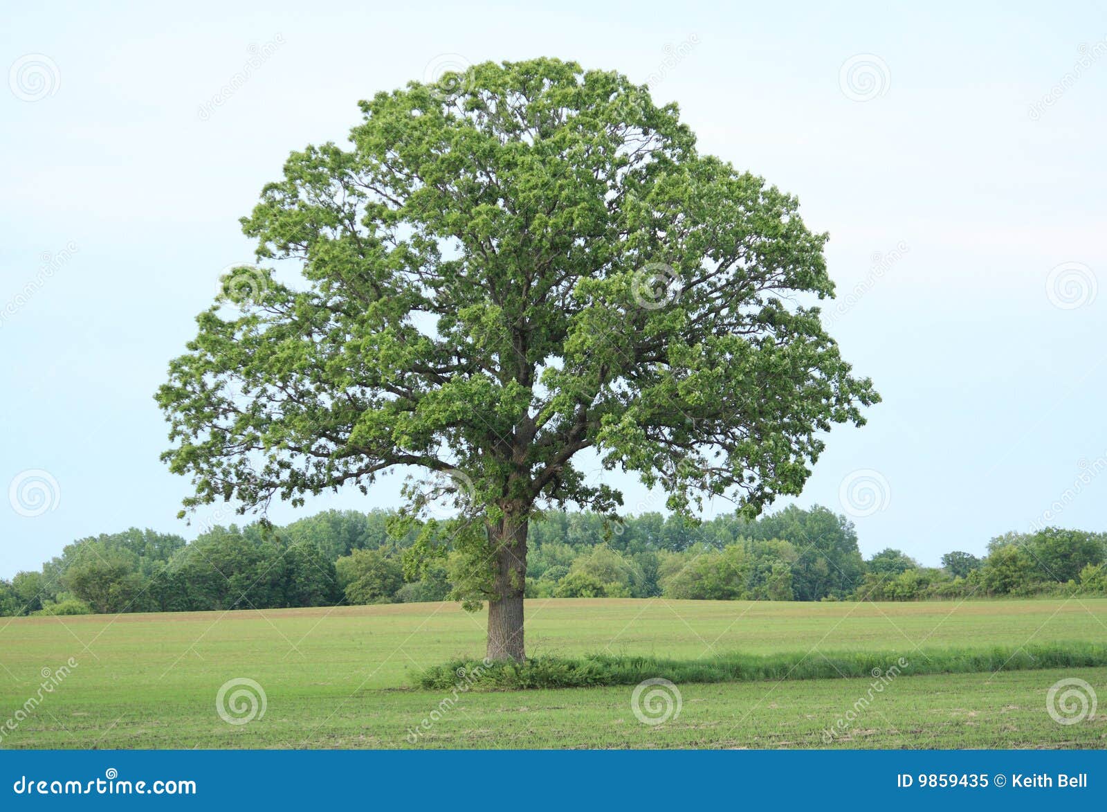 Majestic Perfect Oak Tree stock image. Image of majestic - 9859435