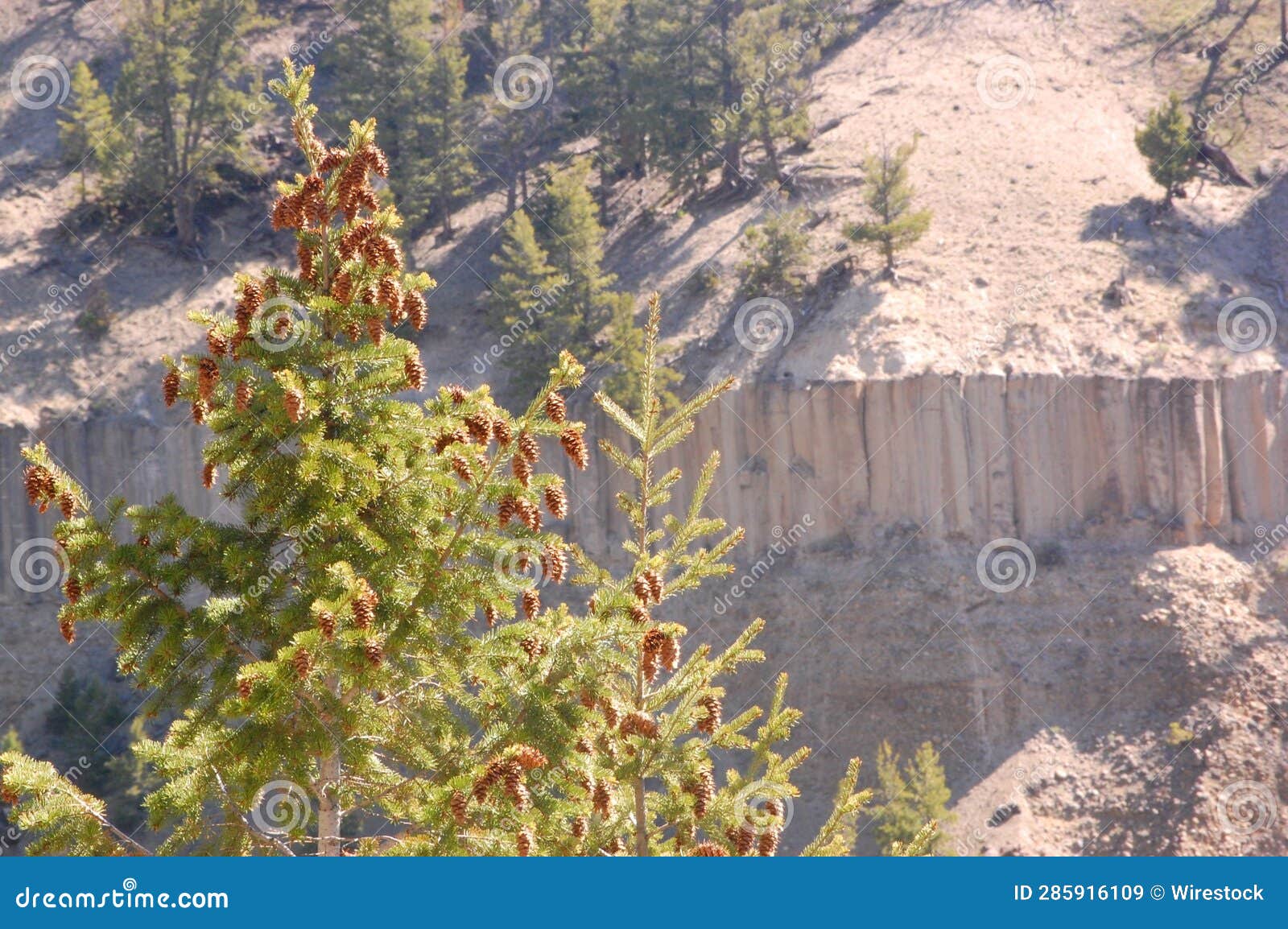 Majestic Pine Tree in the Foreground of a Majestic Landscape, with a ...