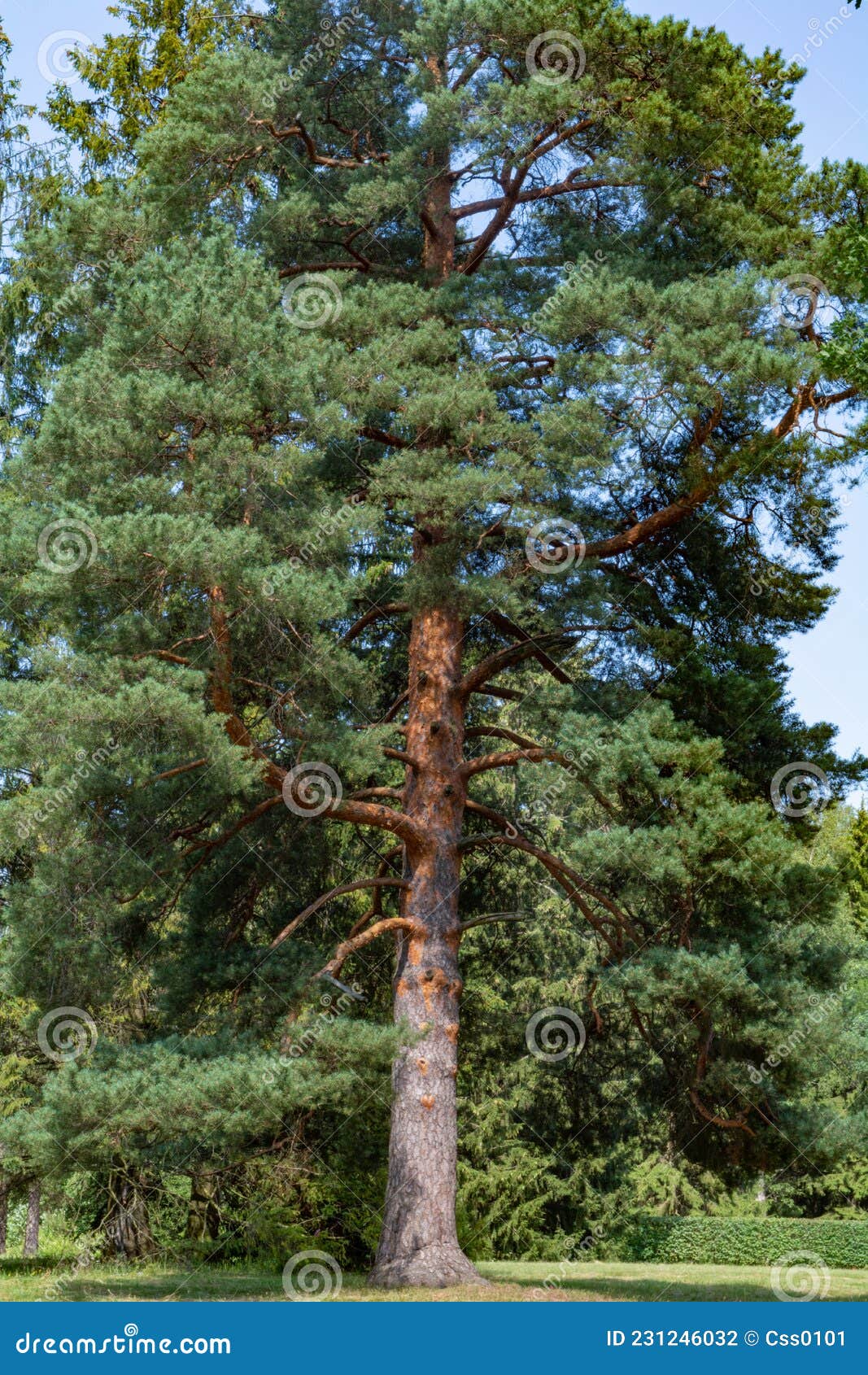 Majestic Pine Tree on Meadow with Green Grass. Giant Pine Tree Stock ...