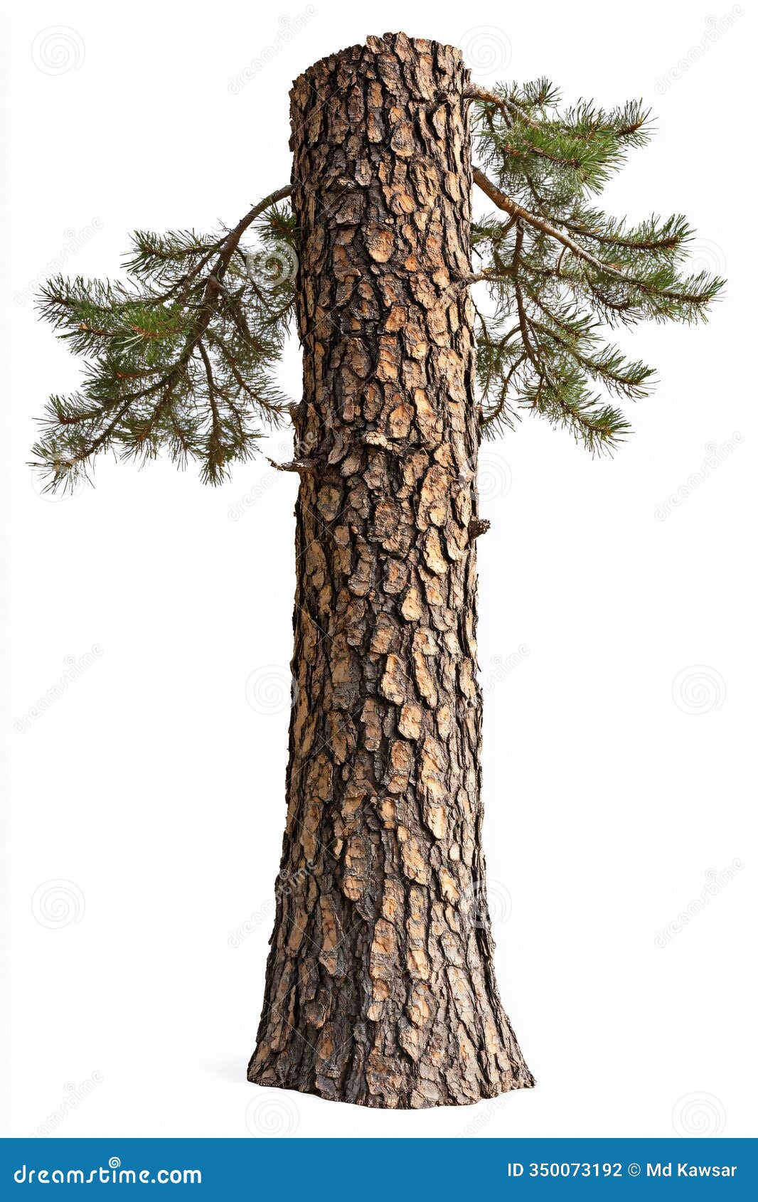 Majestic Pine Tree Trunk with Branch Isolated on High Quality Image Stock Illustration ...