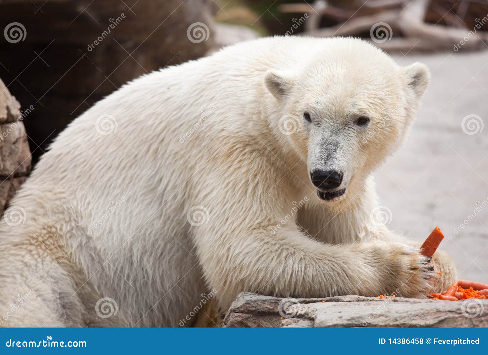 Majestic Polar Bear Eating Carrots Stock Photo - Image of ocean, food ...