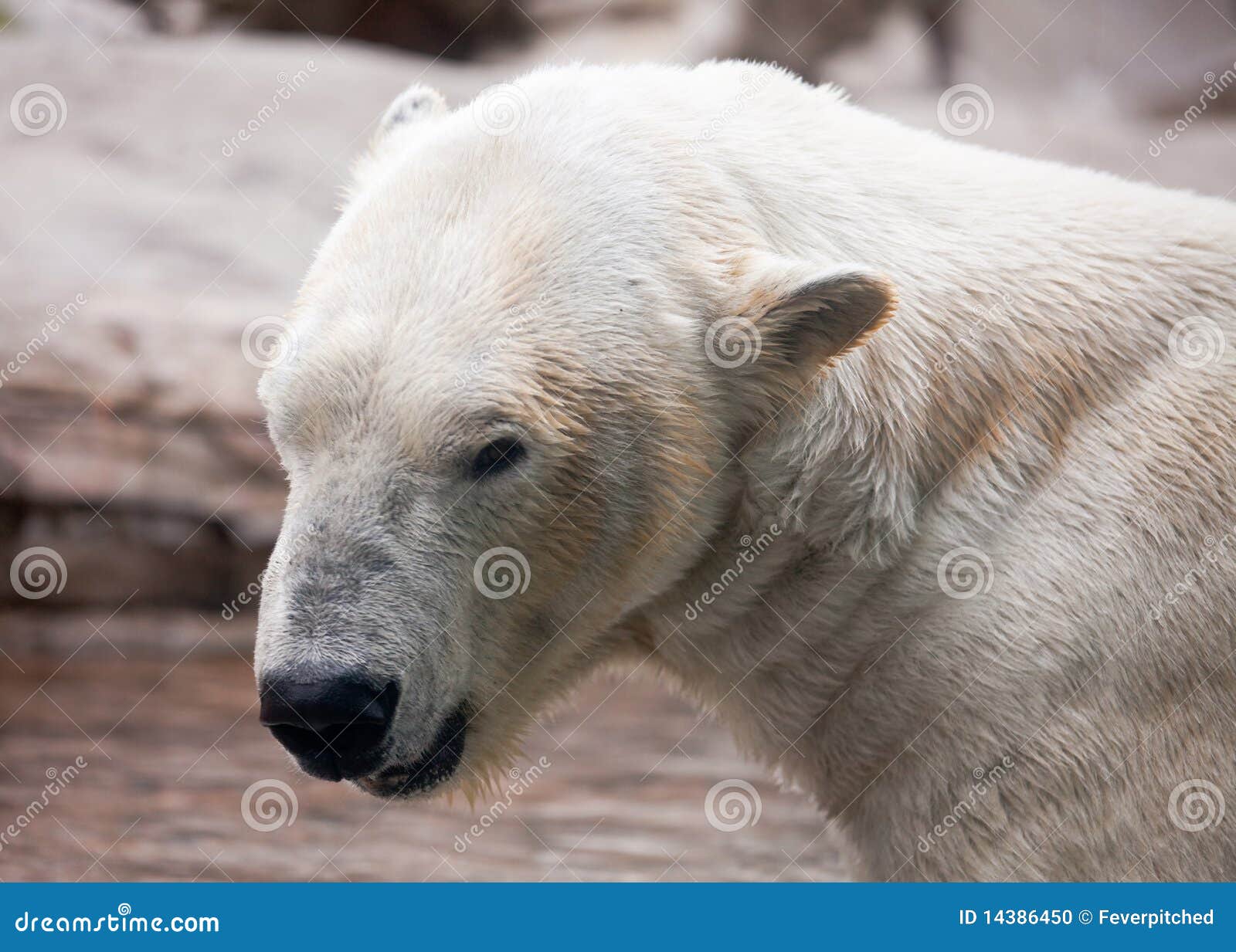 Majestic Polar Bear Profile Stock Photo - Image of predator, white ...