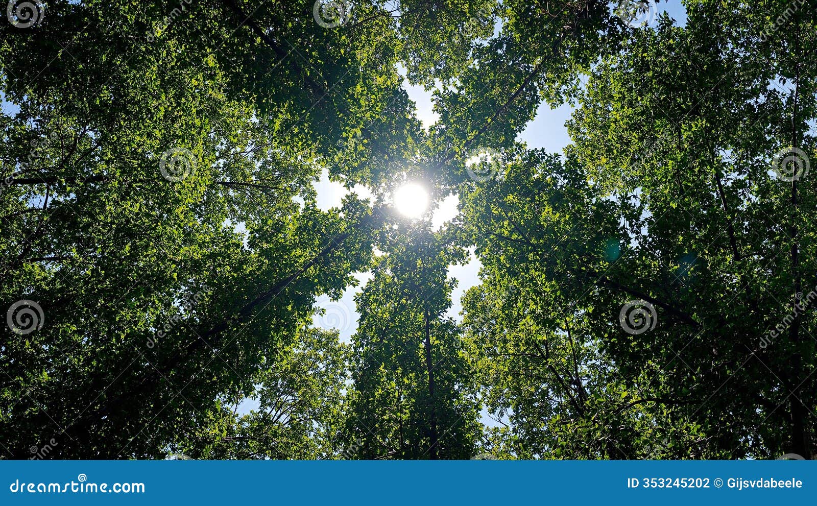 Majestic Rainforest Canopy with Sun Rays Peeking through Stock ...
