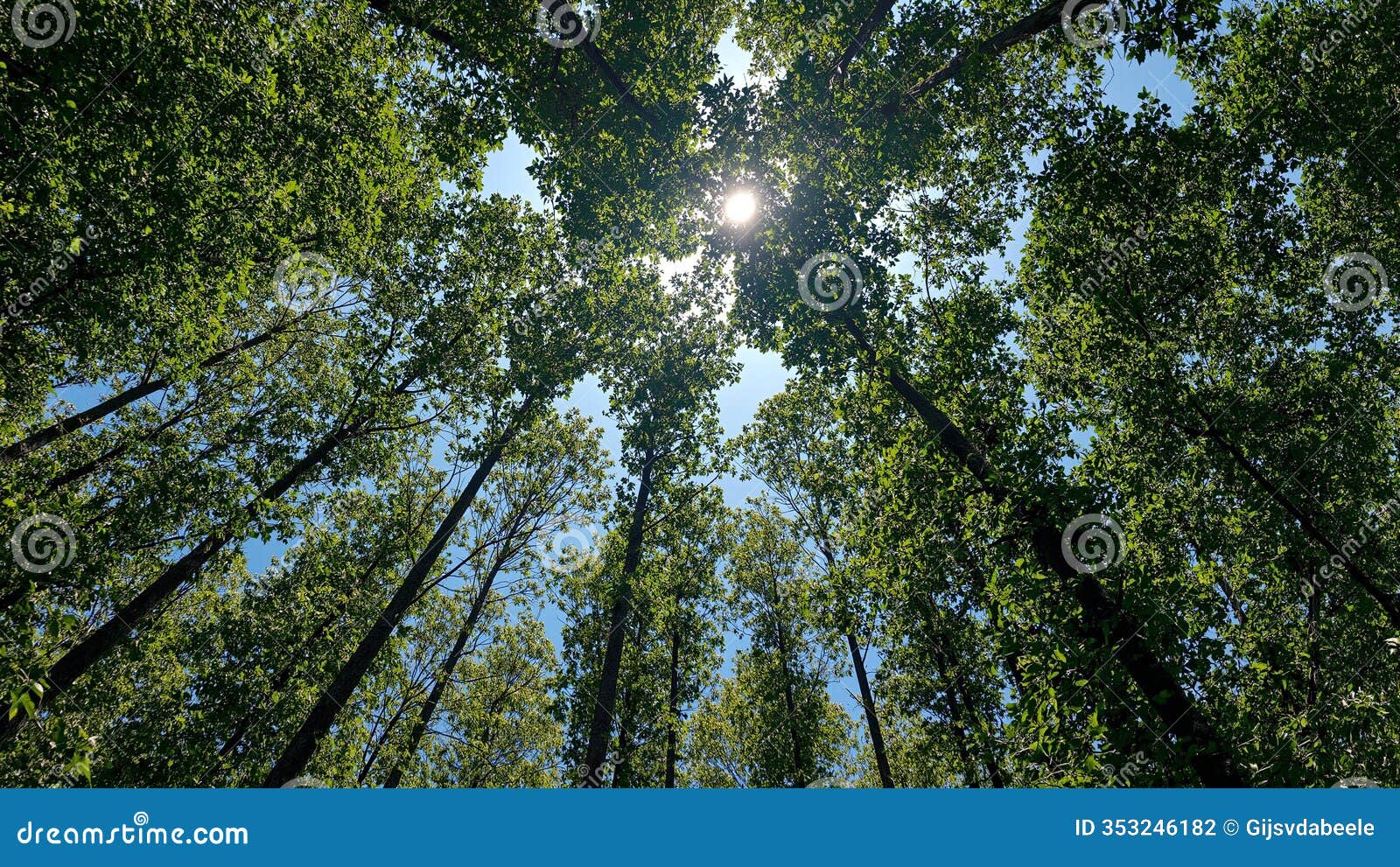 Majestic Rainforest Canopy with Sun Rays Peeking through Stock ...