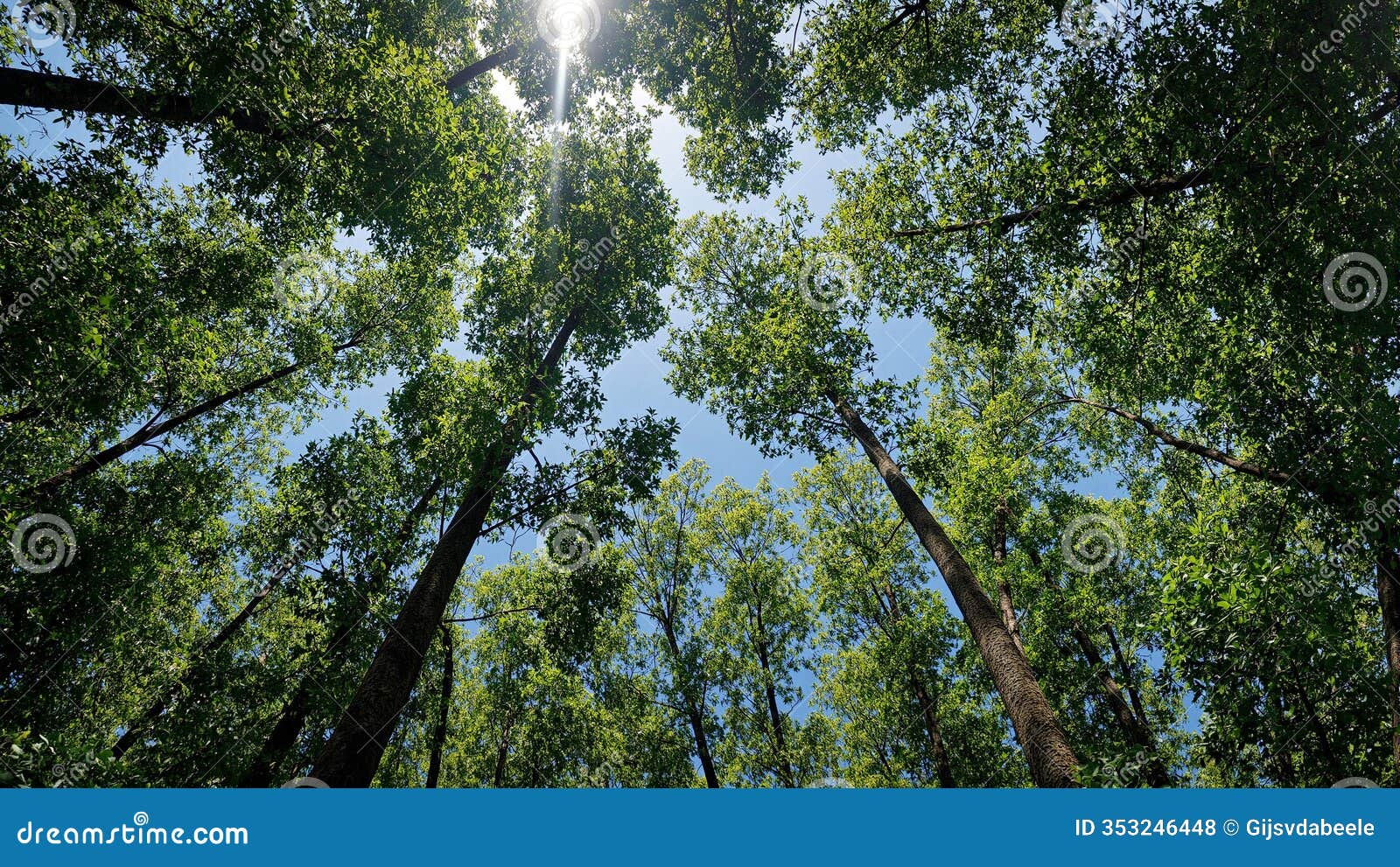 Majestic Rainforest Canopy with Sun Rays Peeking through Stock ...