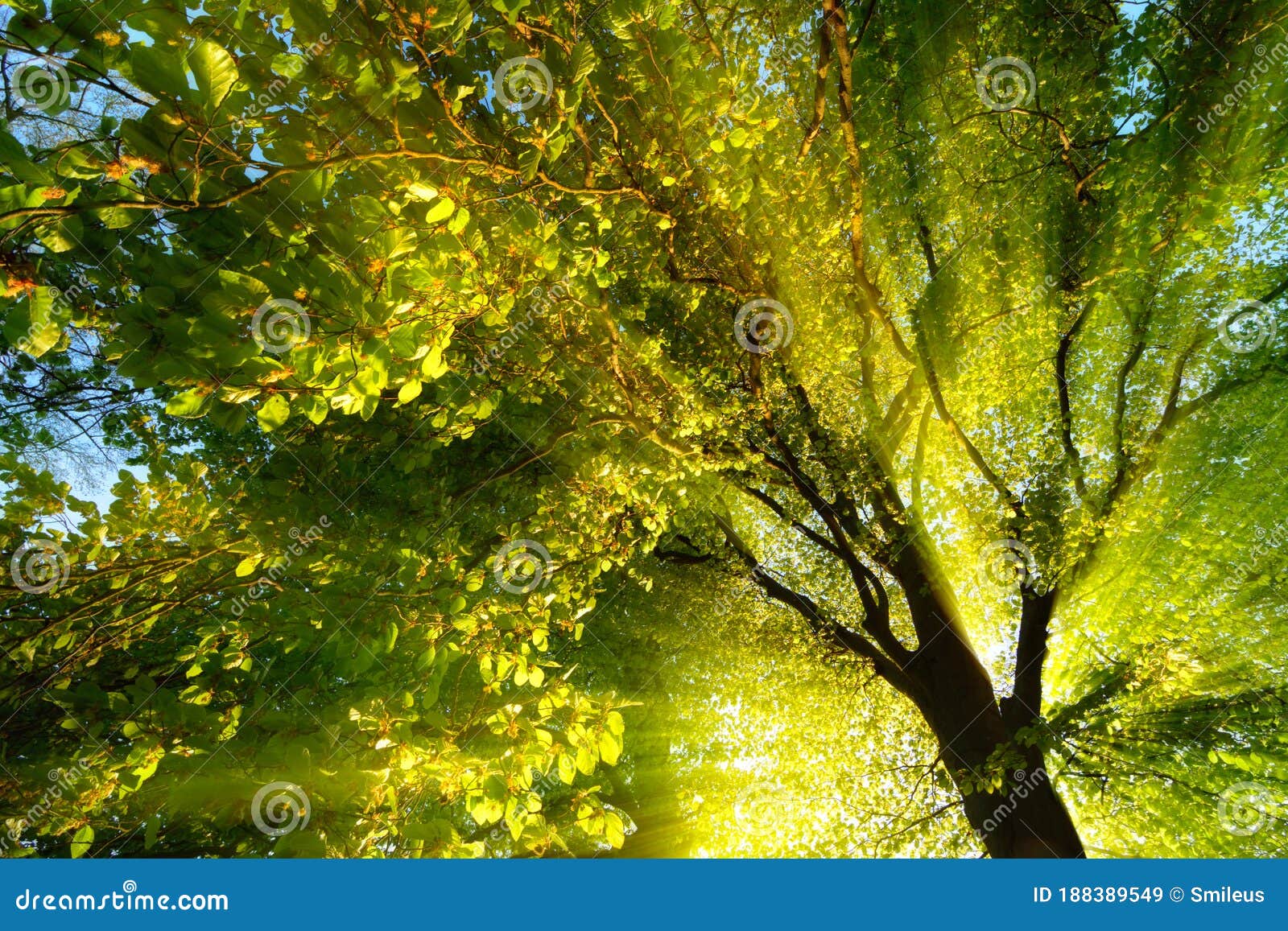 Sunrays Dramatically Illuminating a Tree Stock Image - Image of ...