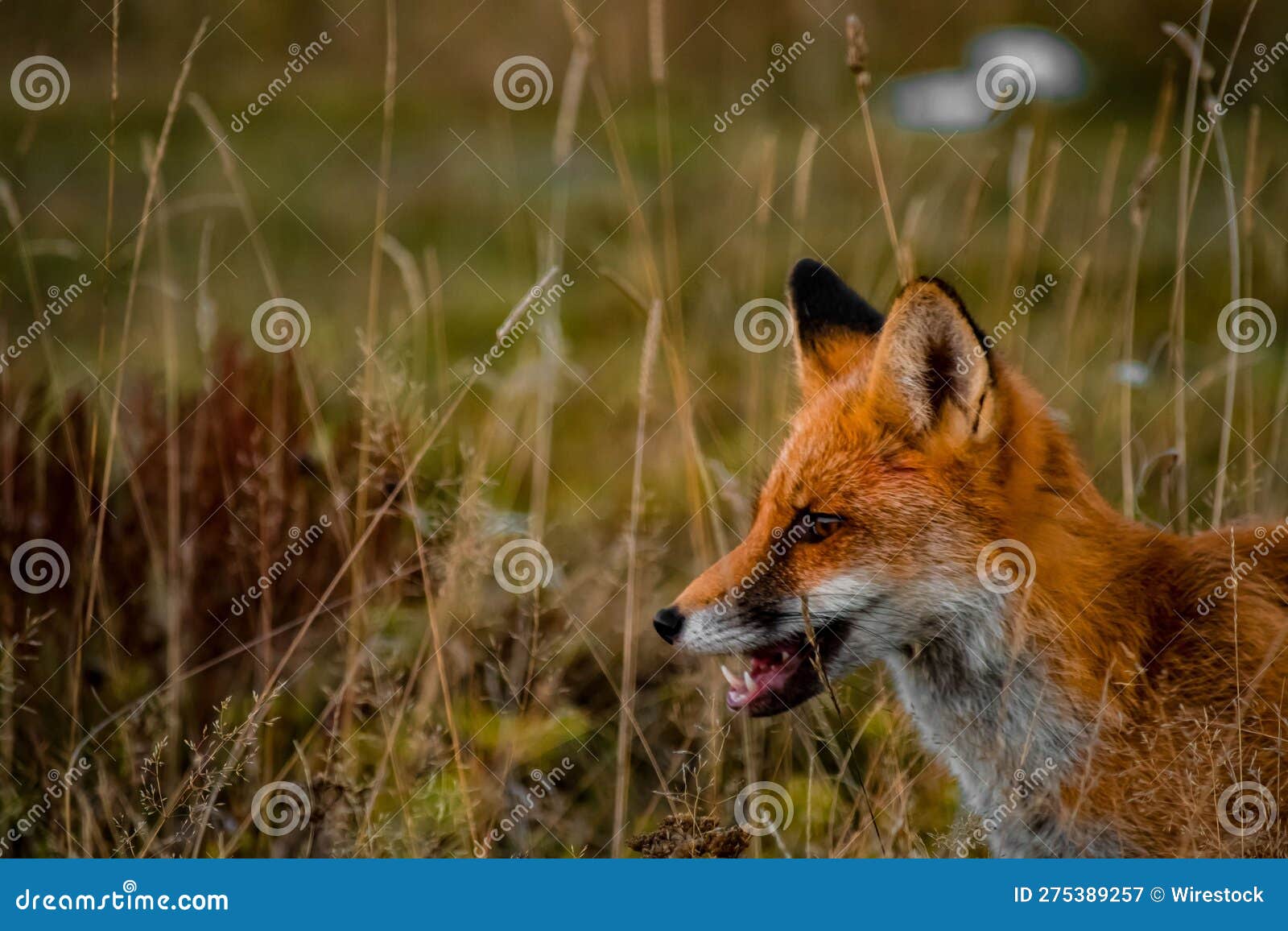 Majestic Red Fox Standing in a Lush, Green Field of Grass Stock Image ...