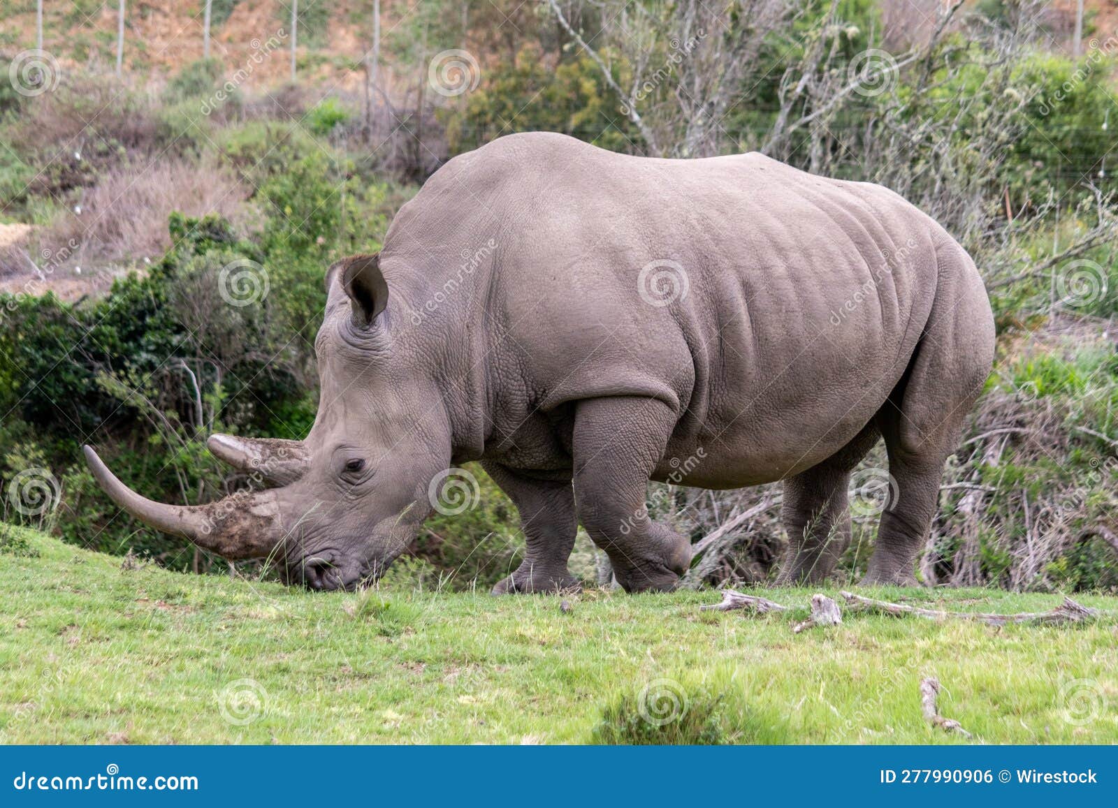 Majestic Rhino Standing On Tall Green Grass And Trees In The Background Royalty Free Stock Image
