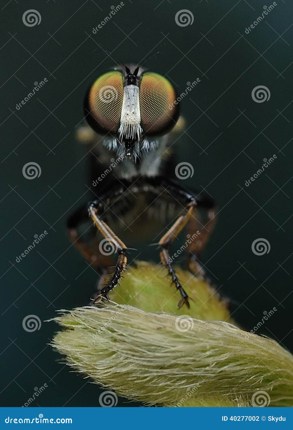 Majestic Robber Fly Macro Green Stock Photo - Image of tree, insects ...