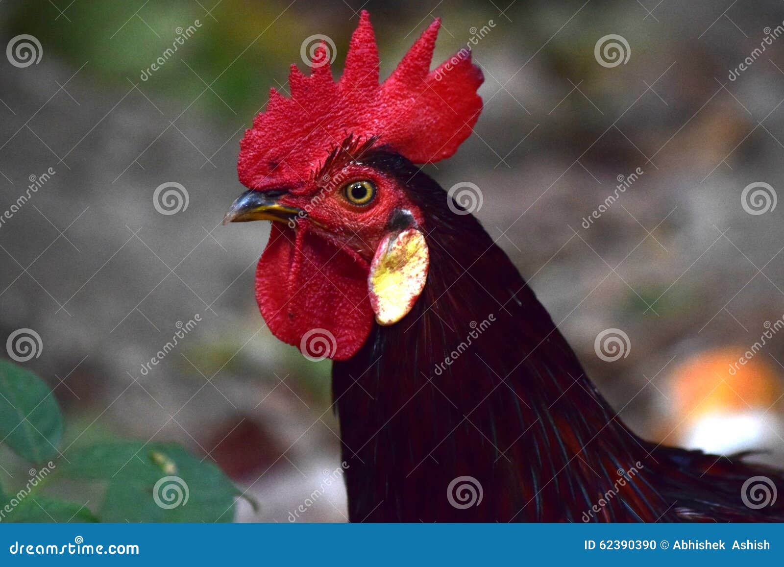Majestic Rooster stock photo. Image of crown, ethnic - 62390390