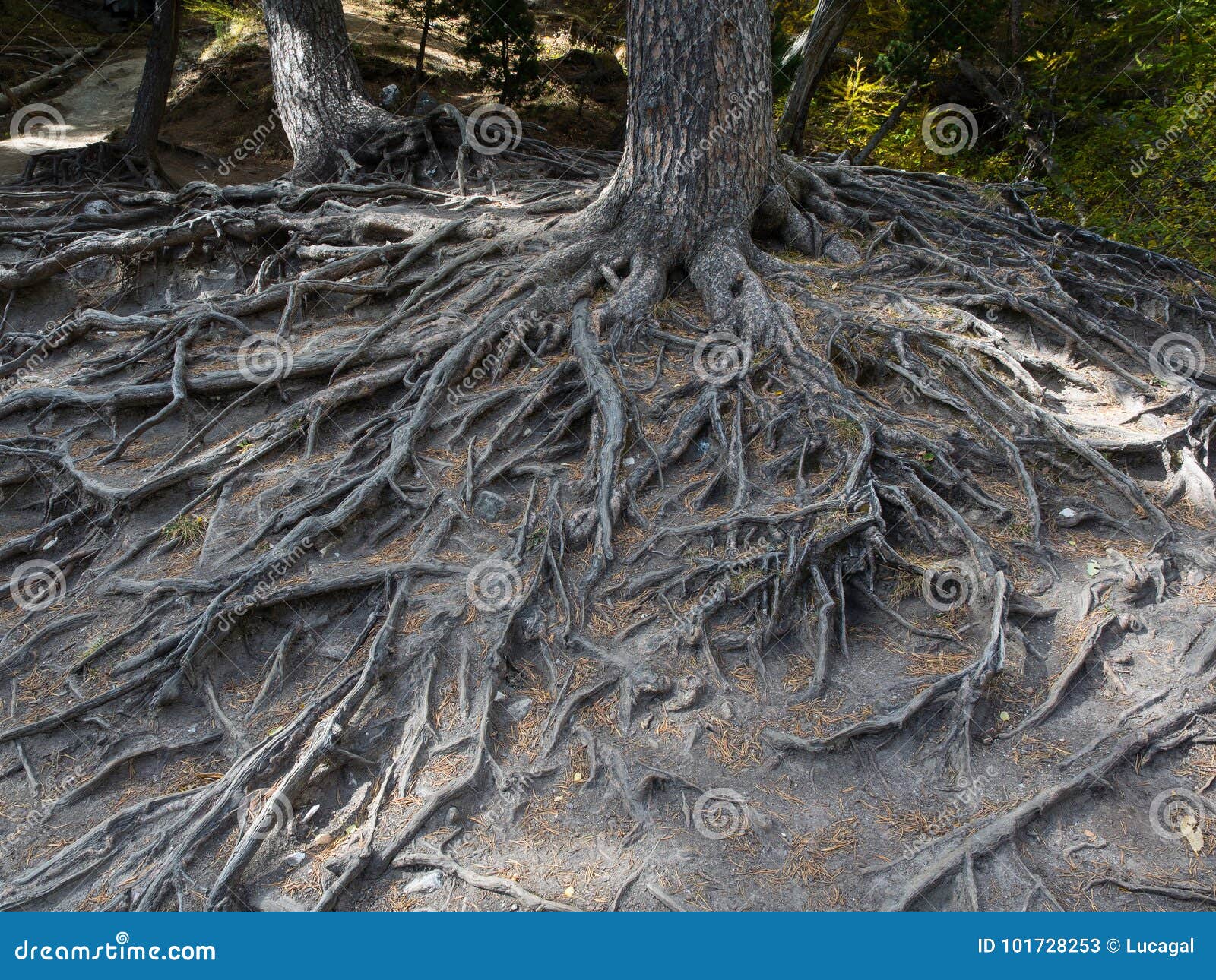 Majestic Roots Of A Big Tree Exposed Due To Soil Erosion Royalty-Free ...