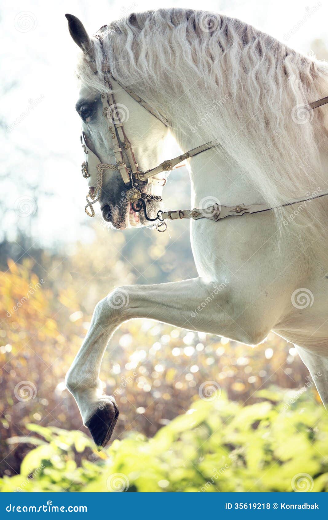 Majestic Royal Horse in Move Stock Photo - Image of farm, hoofed: 35619218